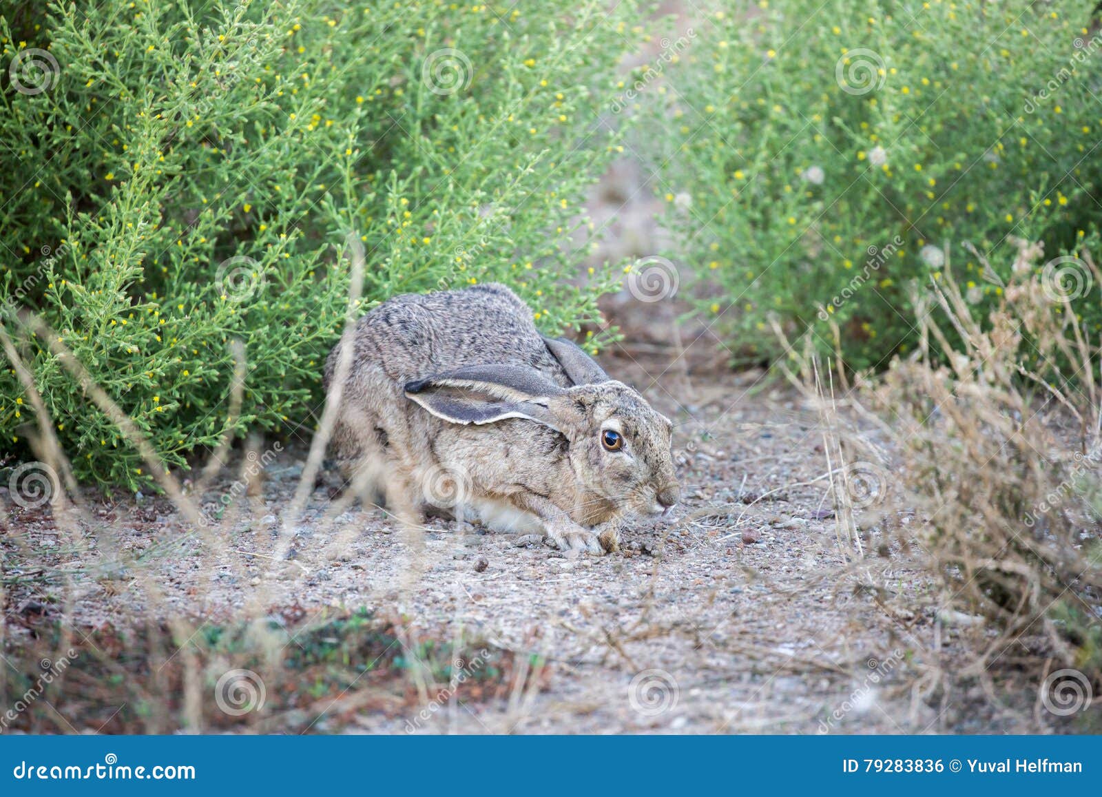Jackrabbit De Cola Negra - Californicus Del Lepus Foto de archivo - Imagen de conejito, ocultar ...
