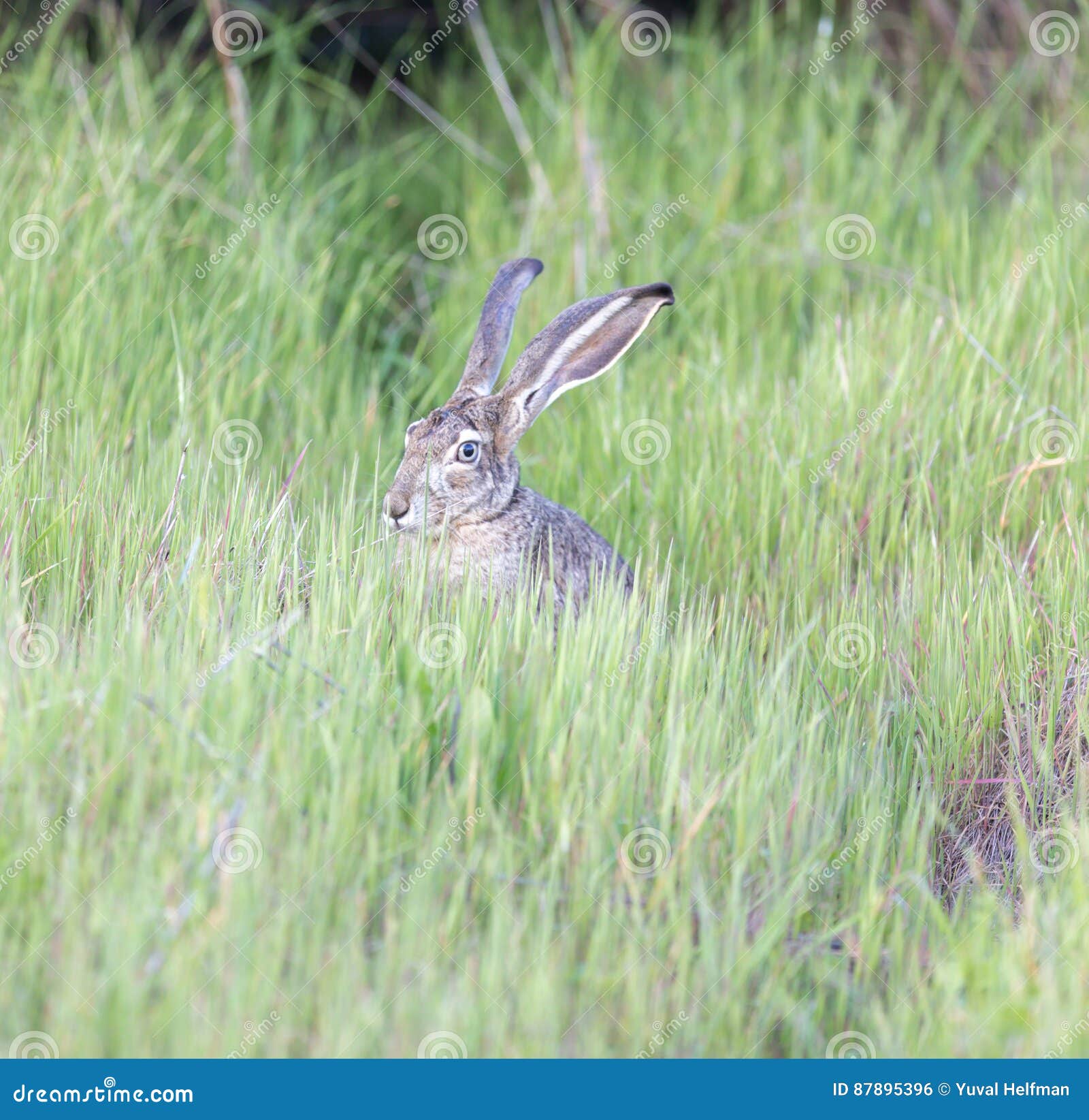 Jackrabbit De Cola Negra - Californicus Del Lepus Foto de archivo - Imagen de liebres, lindo ...