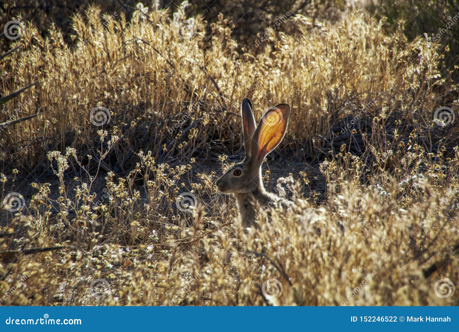 Jackrabbit in the Mojave Desert Stock Photo - Image of desert, orange ...