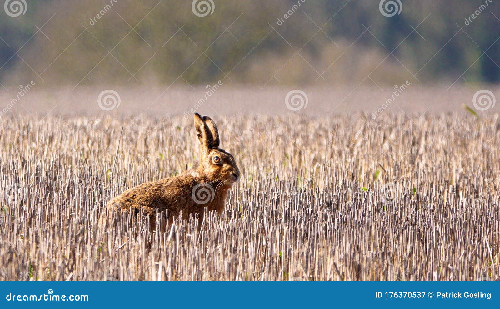 Jackrabbit or Hare. stock image. Image of lepus, natural - 176370537