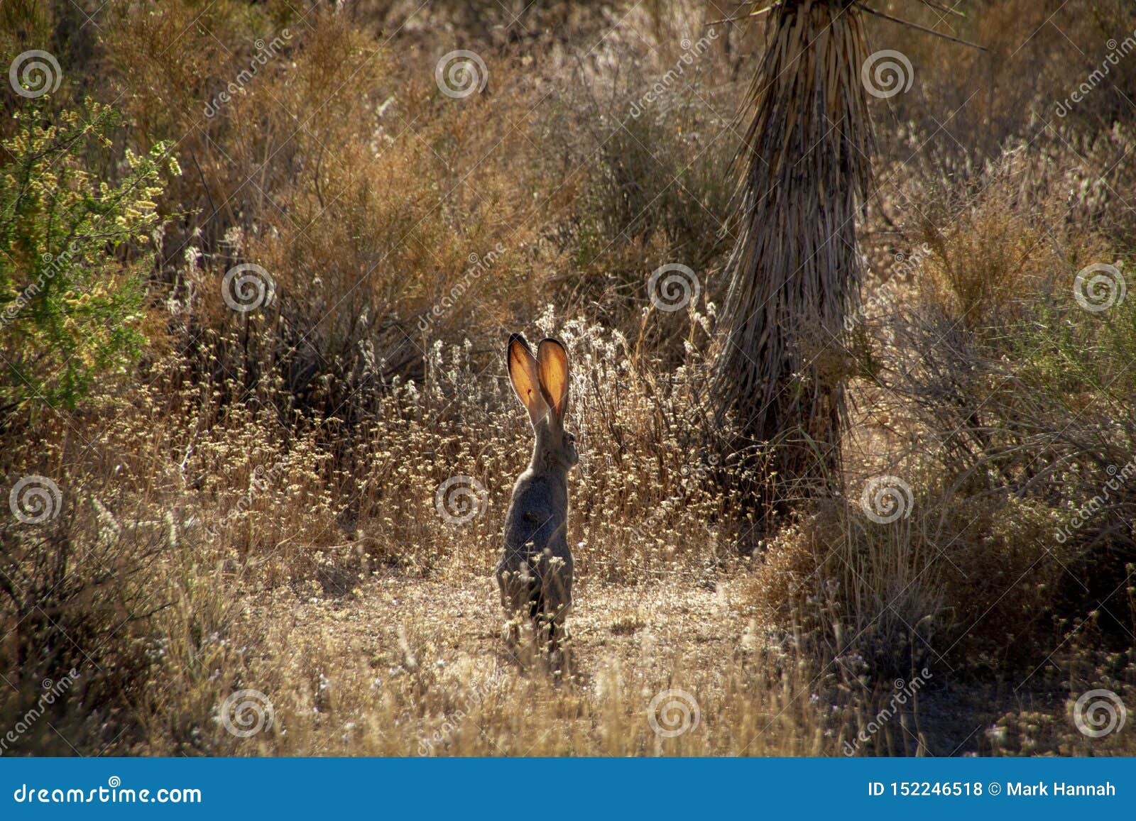 Jackrabbit in the Mojave Desert Stock Photo - Image of tree, summer ...