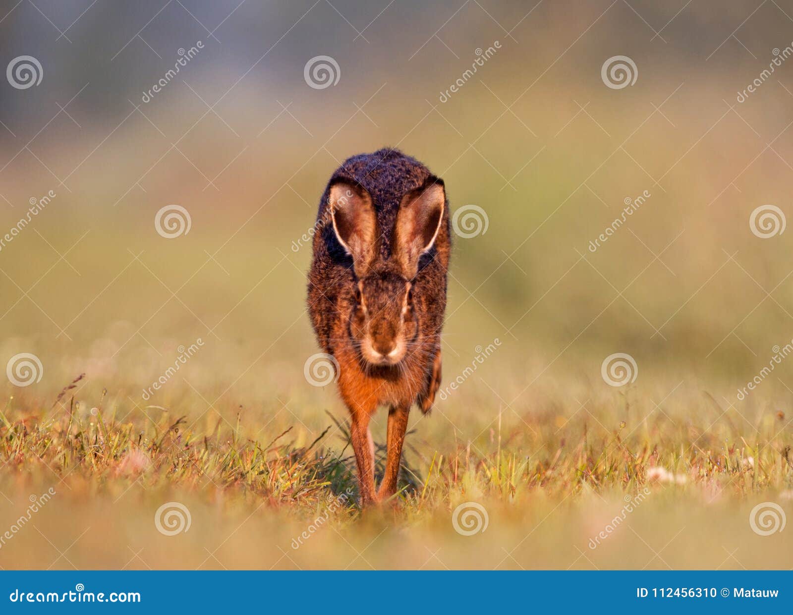 Jackrabbit running stock photo. Image of hare, walking - 112456310