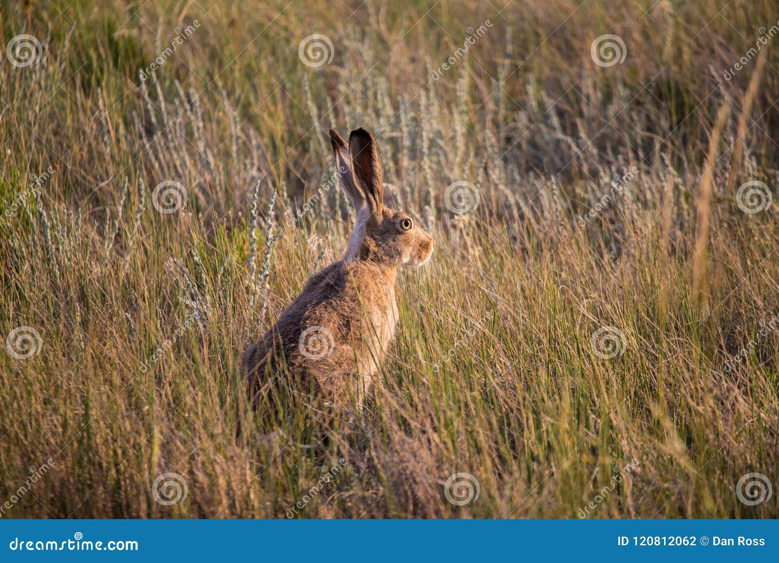 A Jackrabbit Sits in the Dry Prairie Grass with Ears Alert. Stock Photo ...