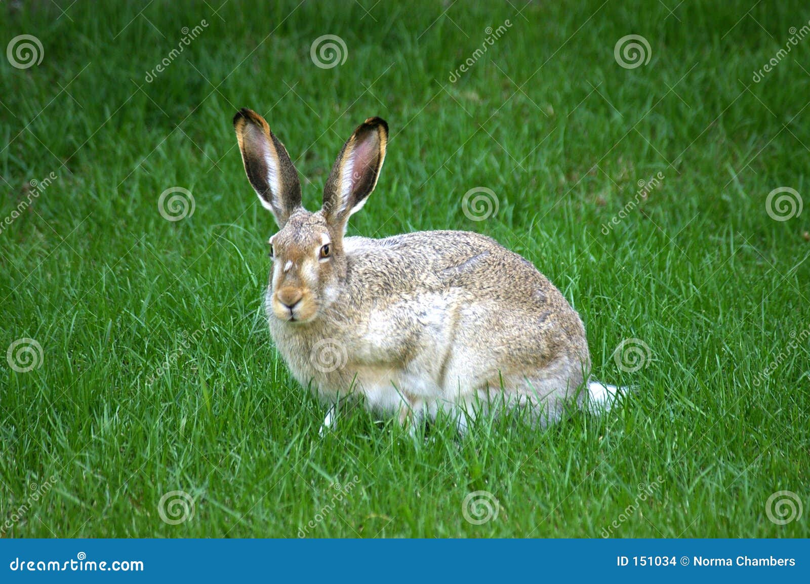 Jackrabbit Sitting stock photo. Image of rabbit, sitting - 151034