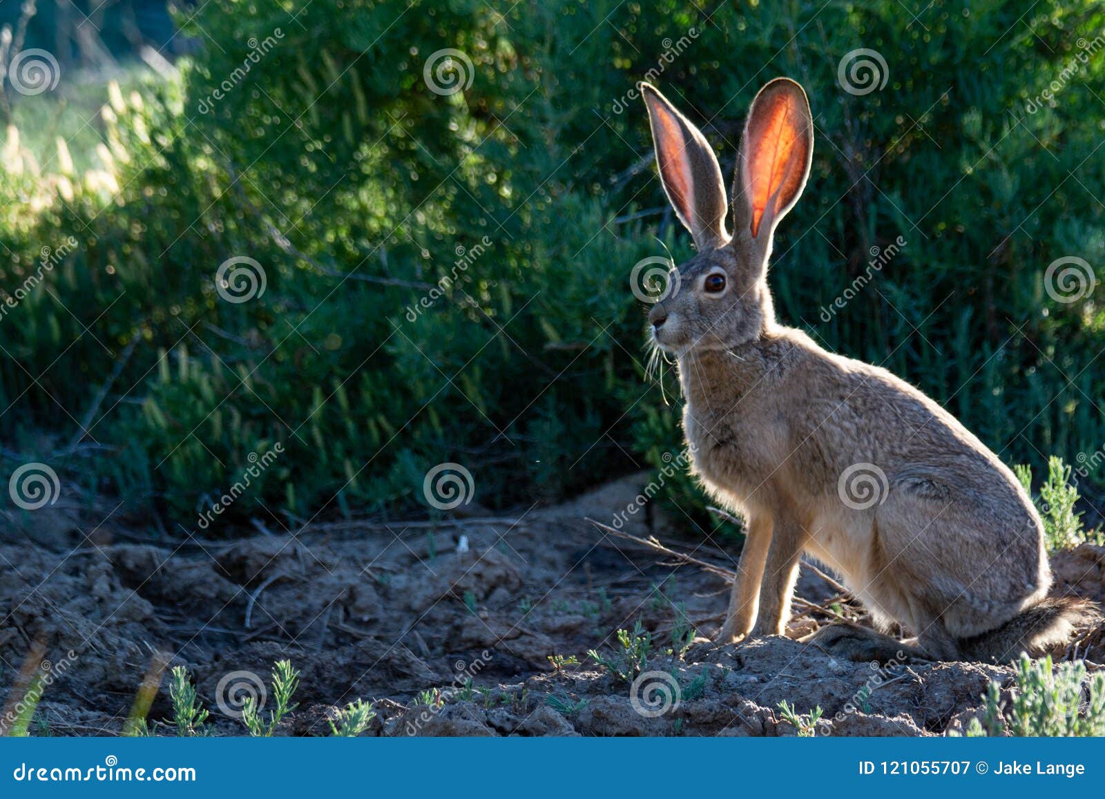 Jackrabbit with the Sun at it`s Back Stock Image - Image of wildlife ...