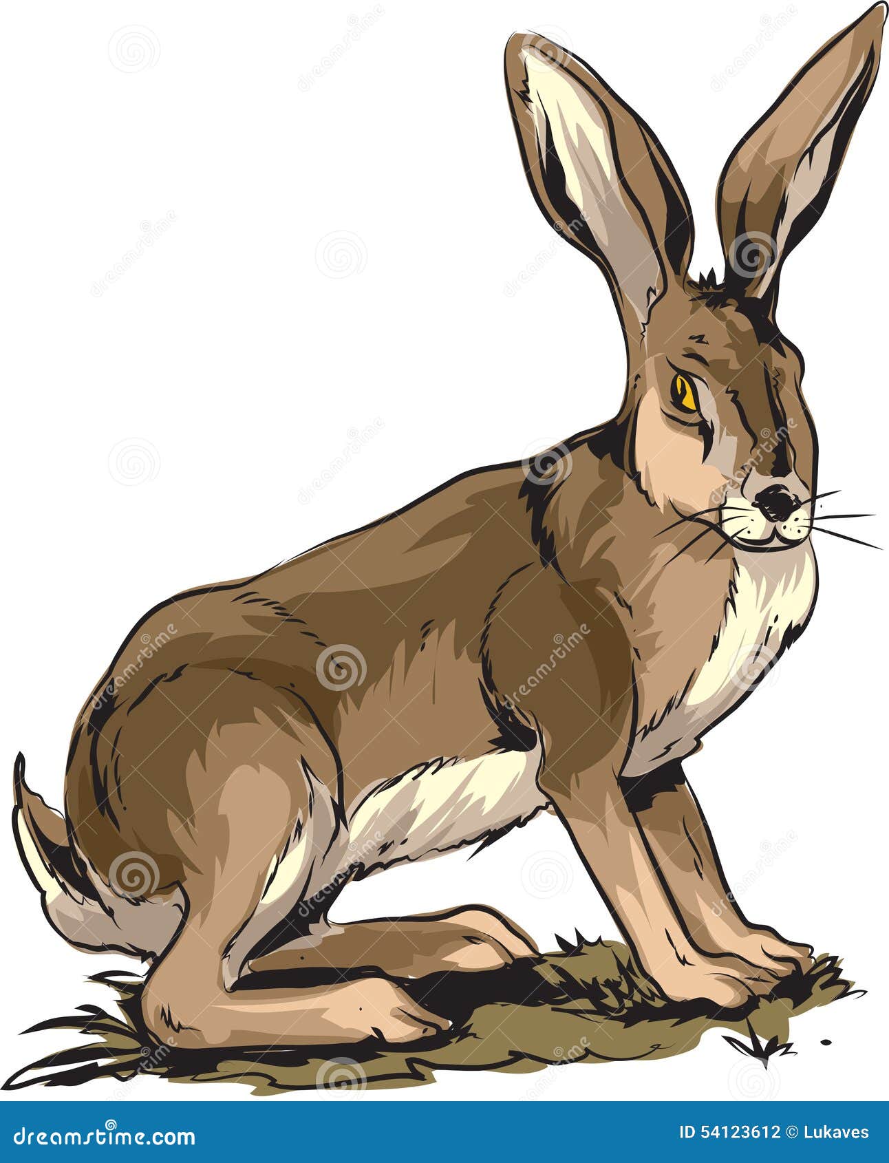 Jack Rabbit Drawing