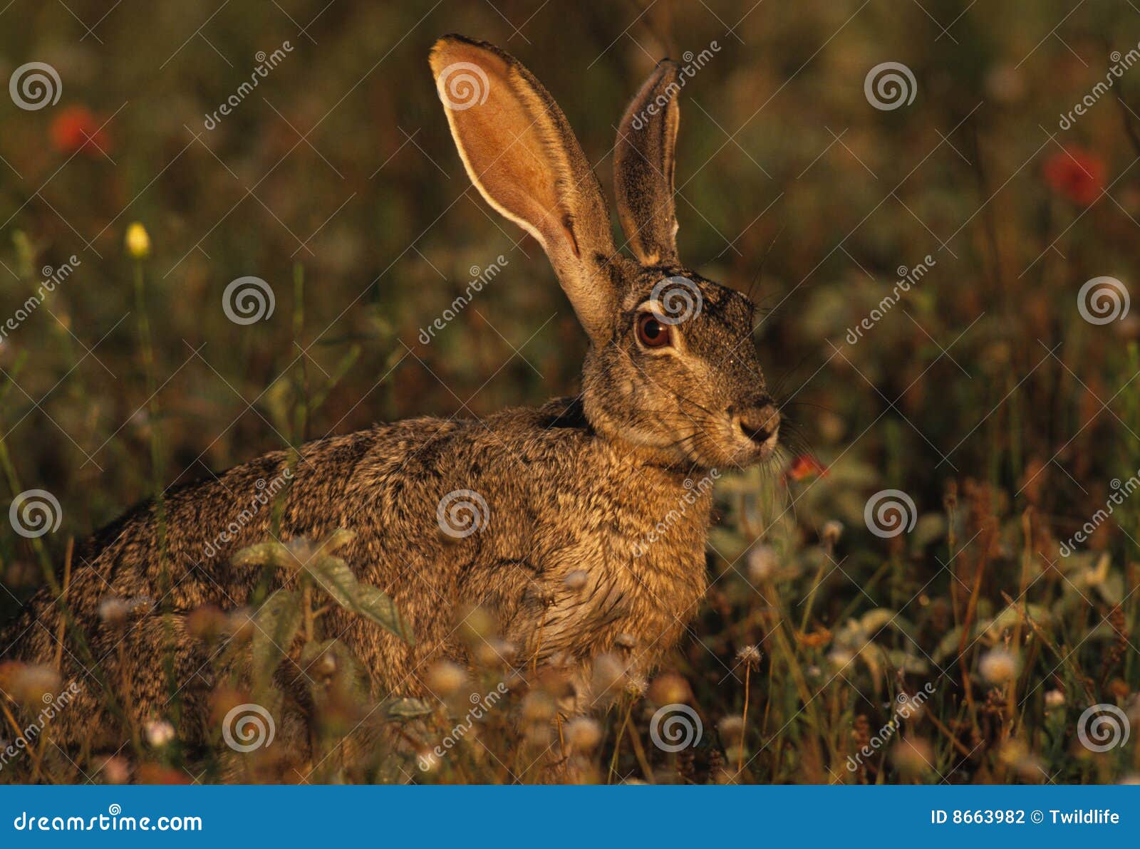 Jackrabbit in Wildflowers stock photo. Image of nature - 8663982