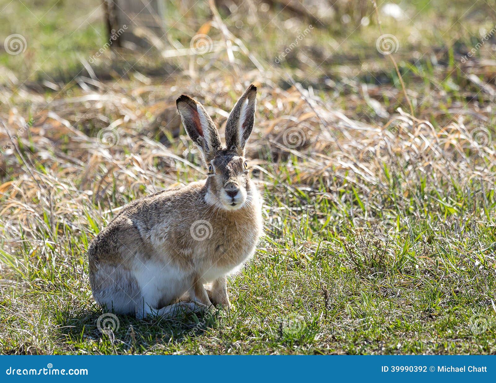 Jackrabbit stock photo. Image of hare, rabbit, ears, wyoming - 39990392