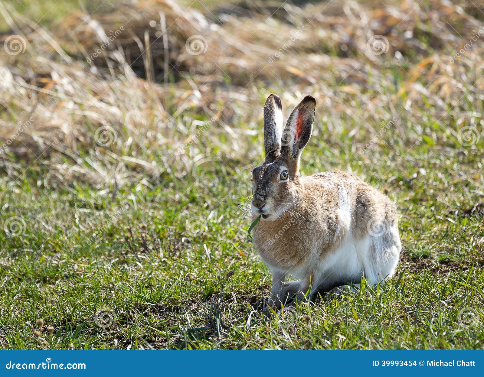Jackrabbit stock photo. Image of hare, tail, ears, hearing - 39993454