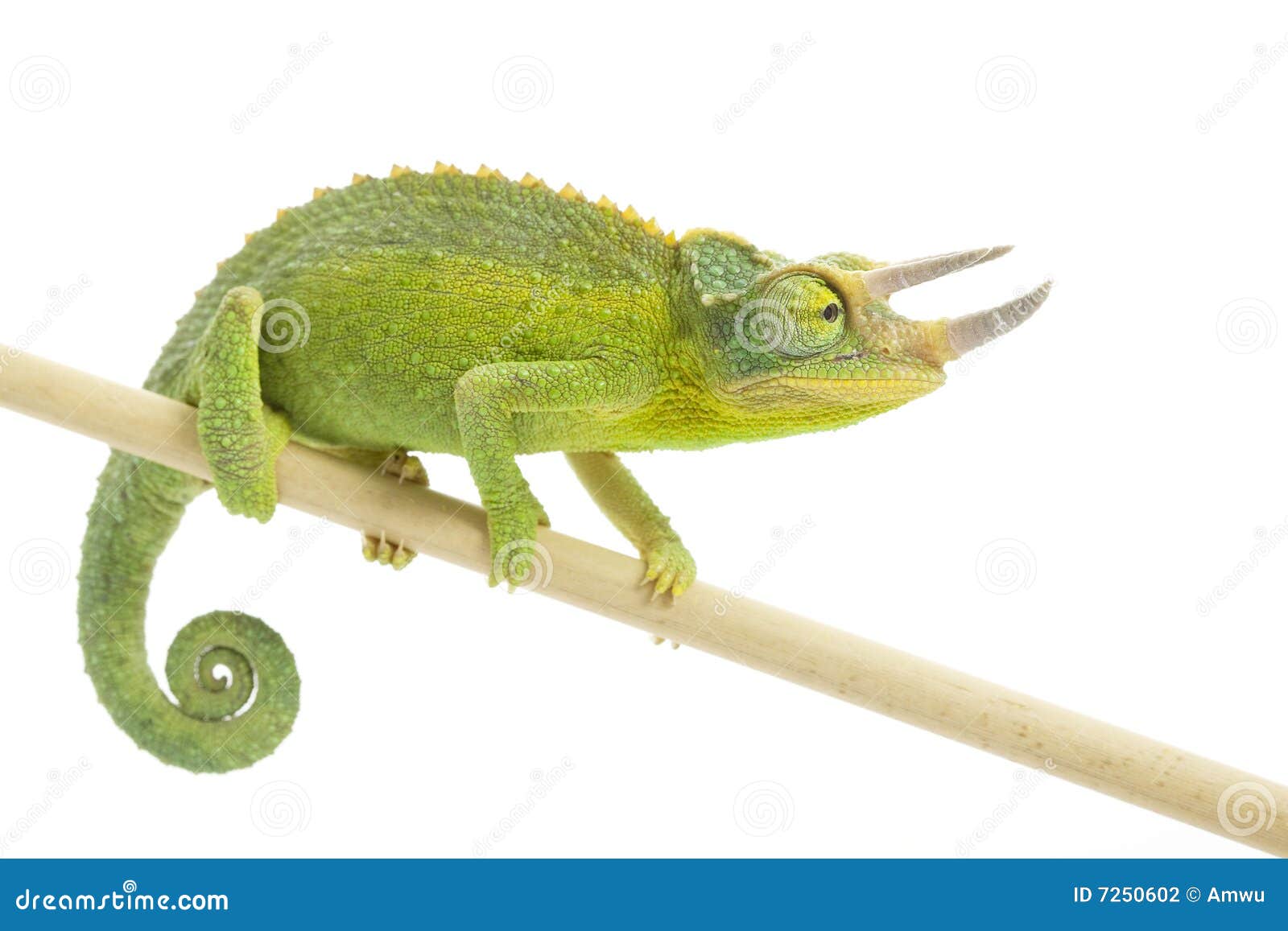 Jacksonï¿½s Chameleon stock photo. Image of lizard, skin - 7250602
