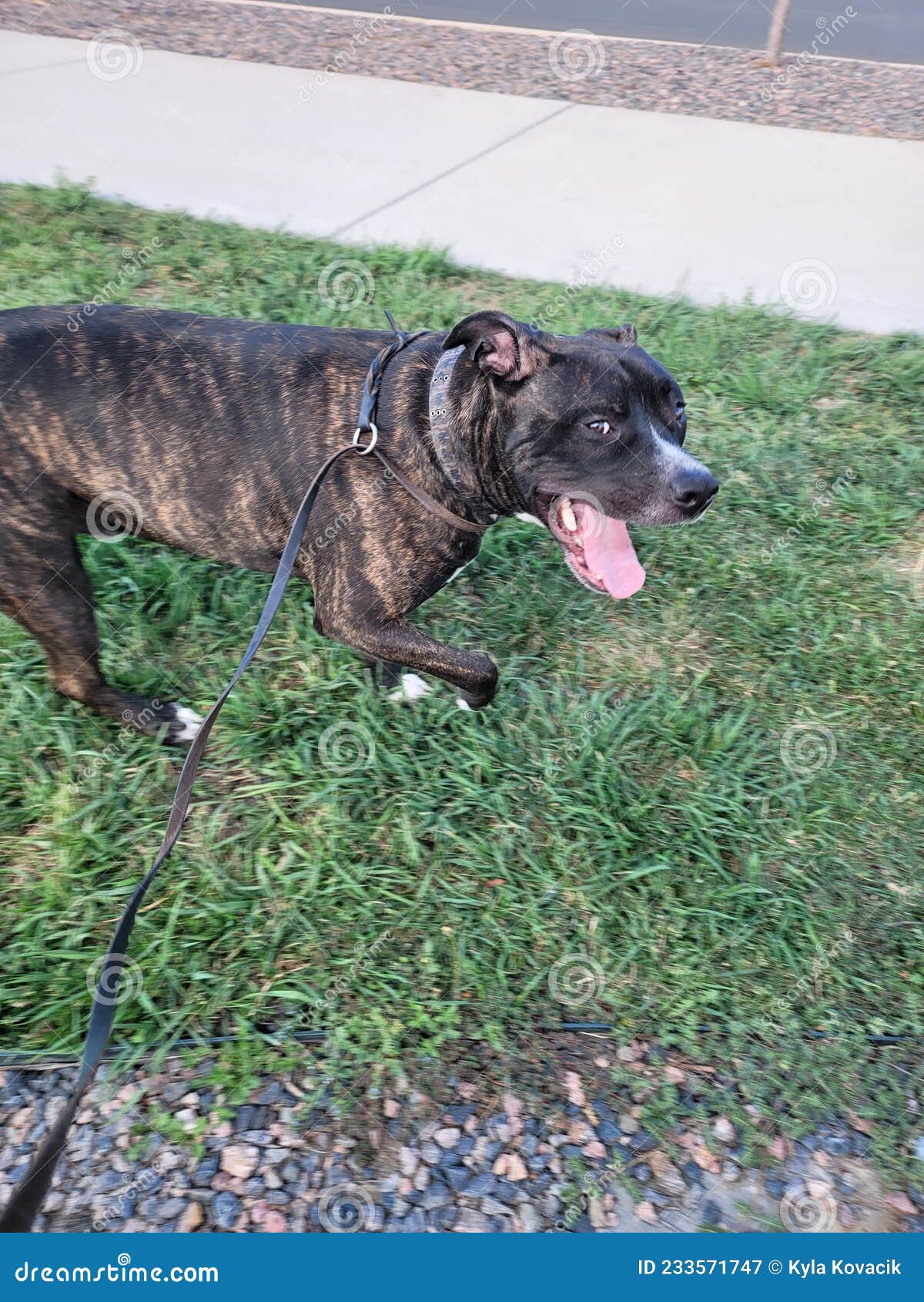 Jackson Boxer Mastiff Stock Photos - Free & Royalty-Free Stock Photos ...