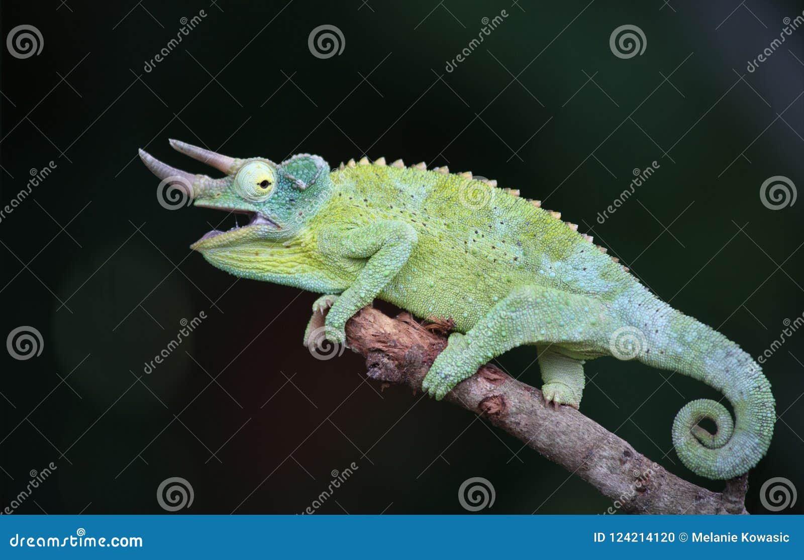 Jackson`s chameleon stock photo. Image of look, cute - 124214120