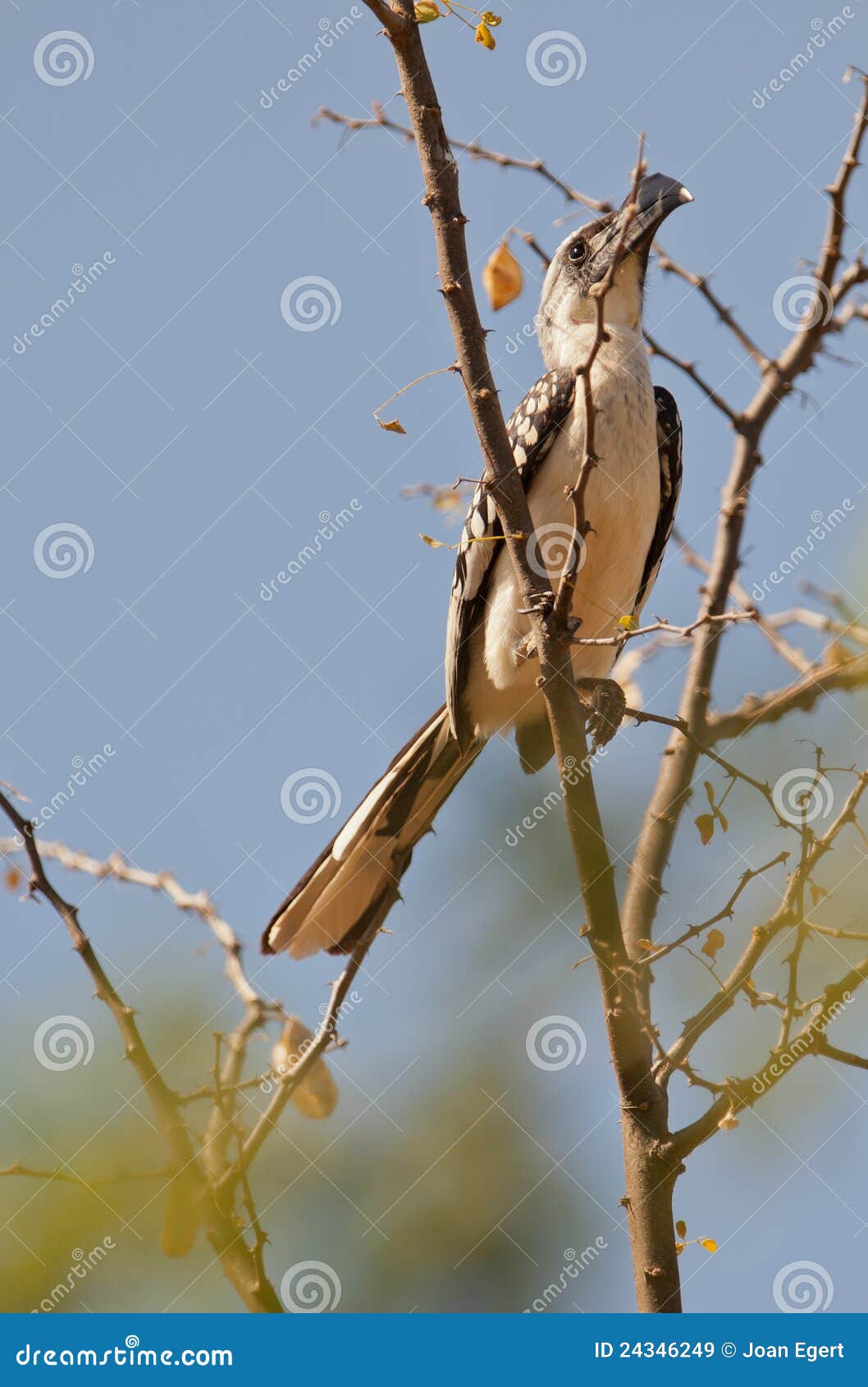The Jackson s Hornbill stock image. Image of habitat - 24346249