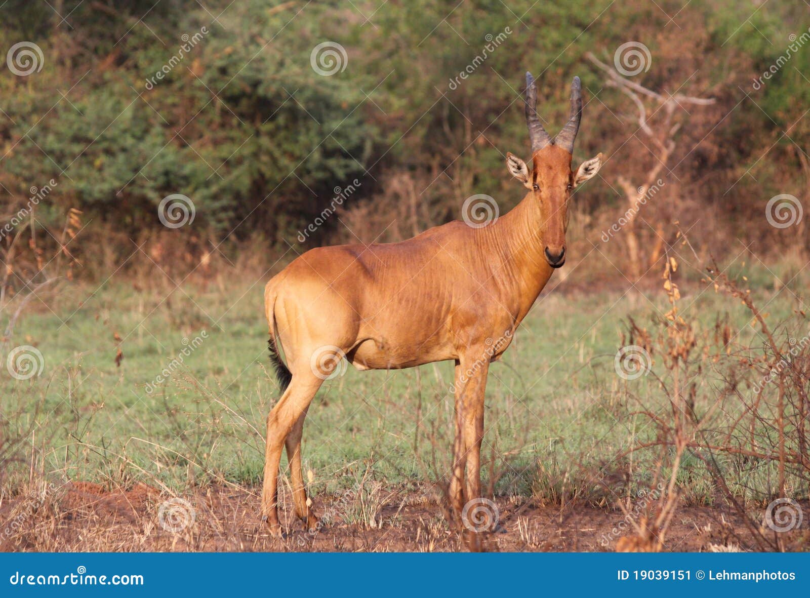 Jacksons Hartebeest stock image. Image of kenya, hazy - 19039151