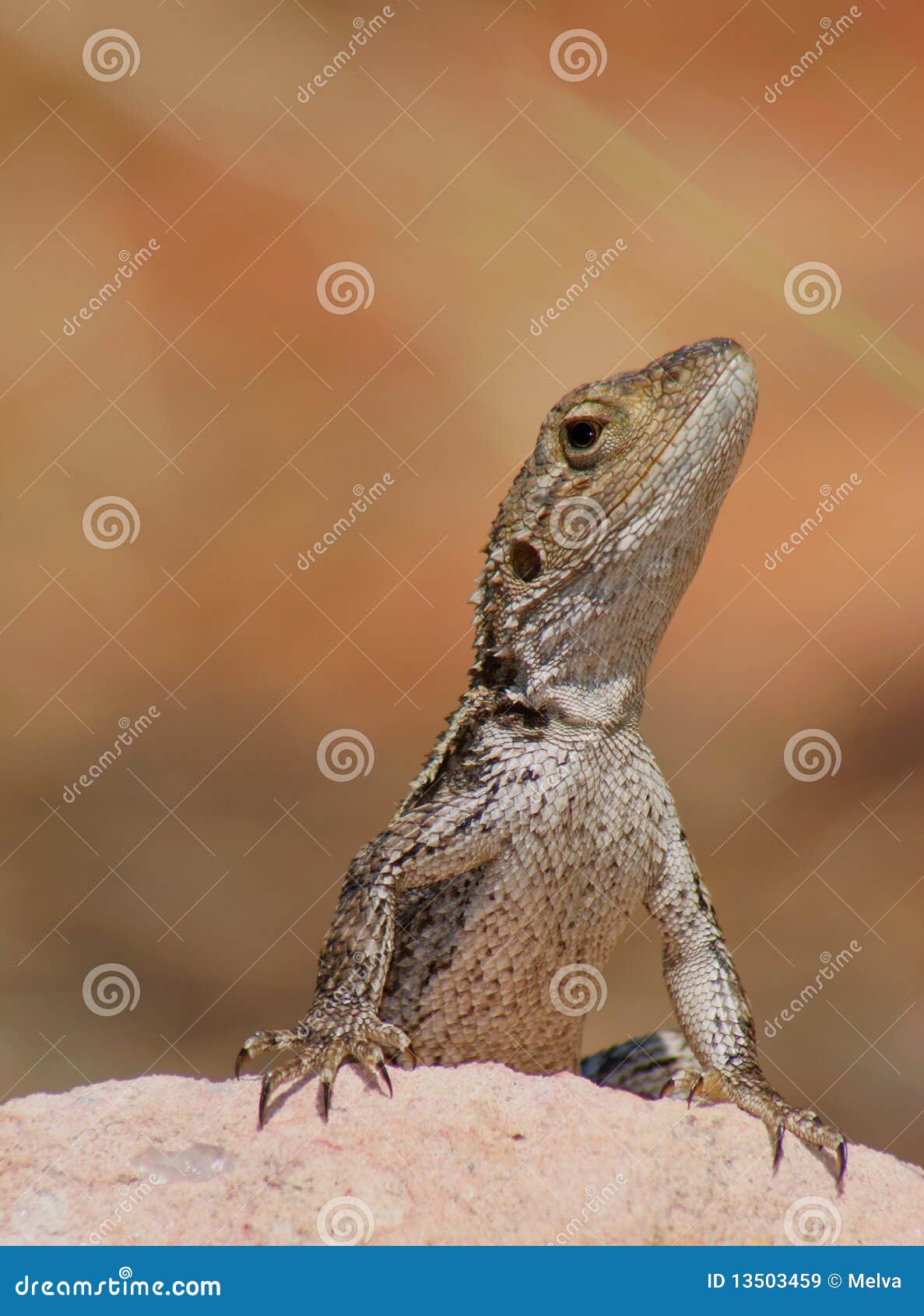 Jacky Dragon stock image. Image of lizard, australian - 13503459