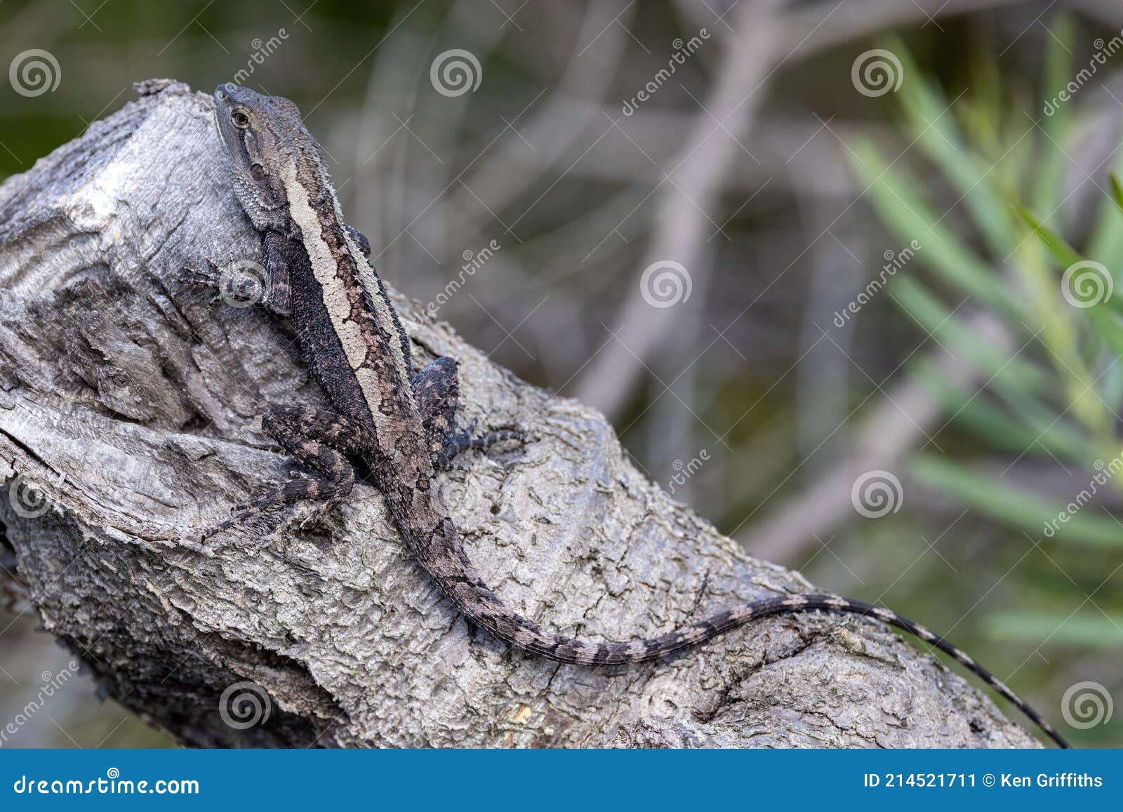 Jacky Dragon stock image. Image of agamid, dragon, tree - 214521711