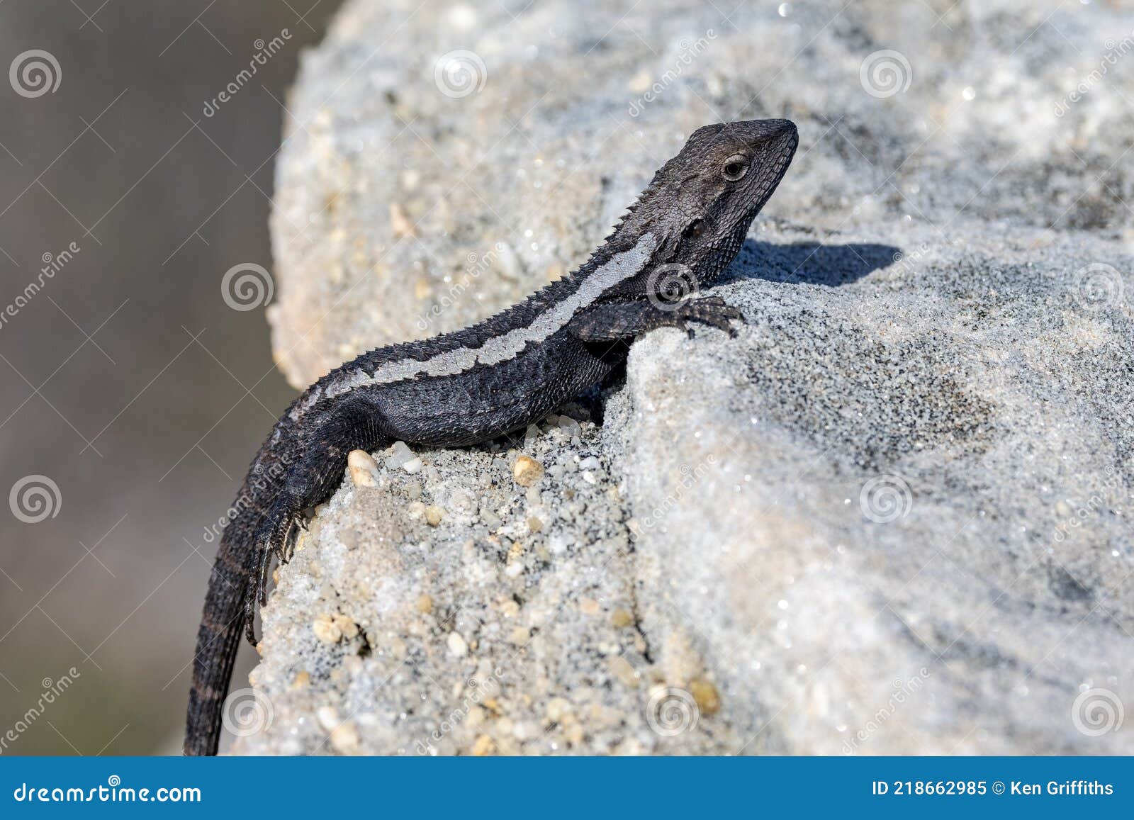 Jacky Lizard stock image. Image of australia, jacky - 218662985