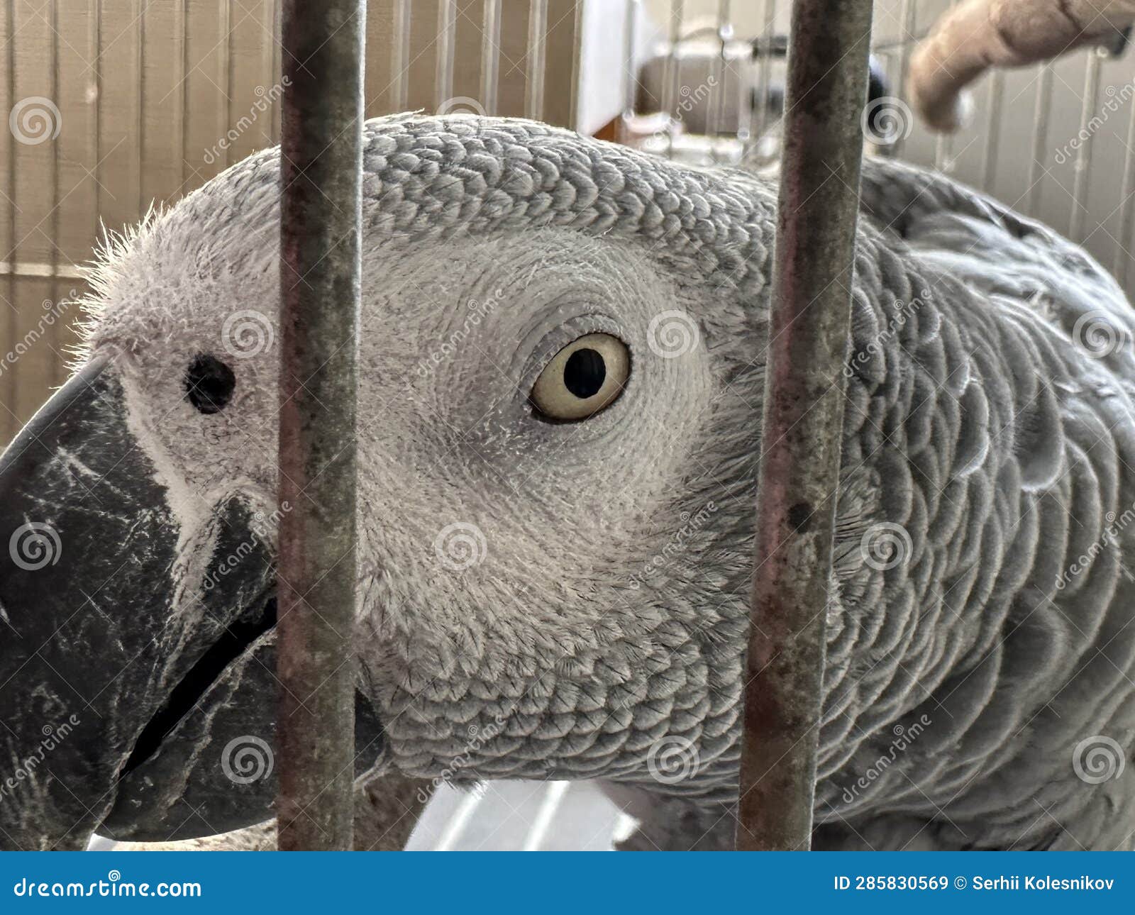 Jaco Parrot in a Cage. Feathered Gray with a Red Tail. a Large Talking ...