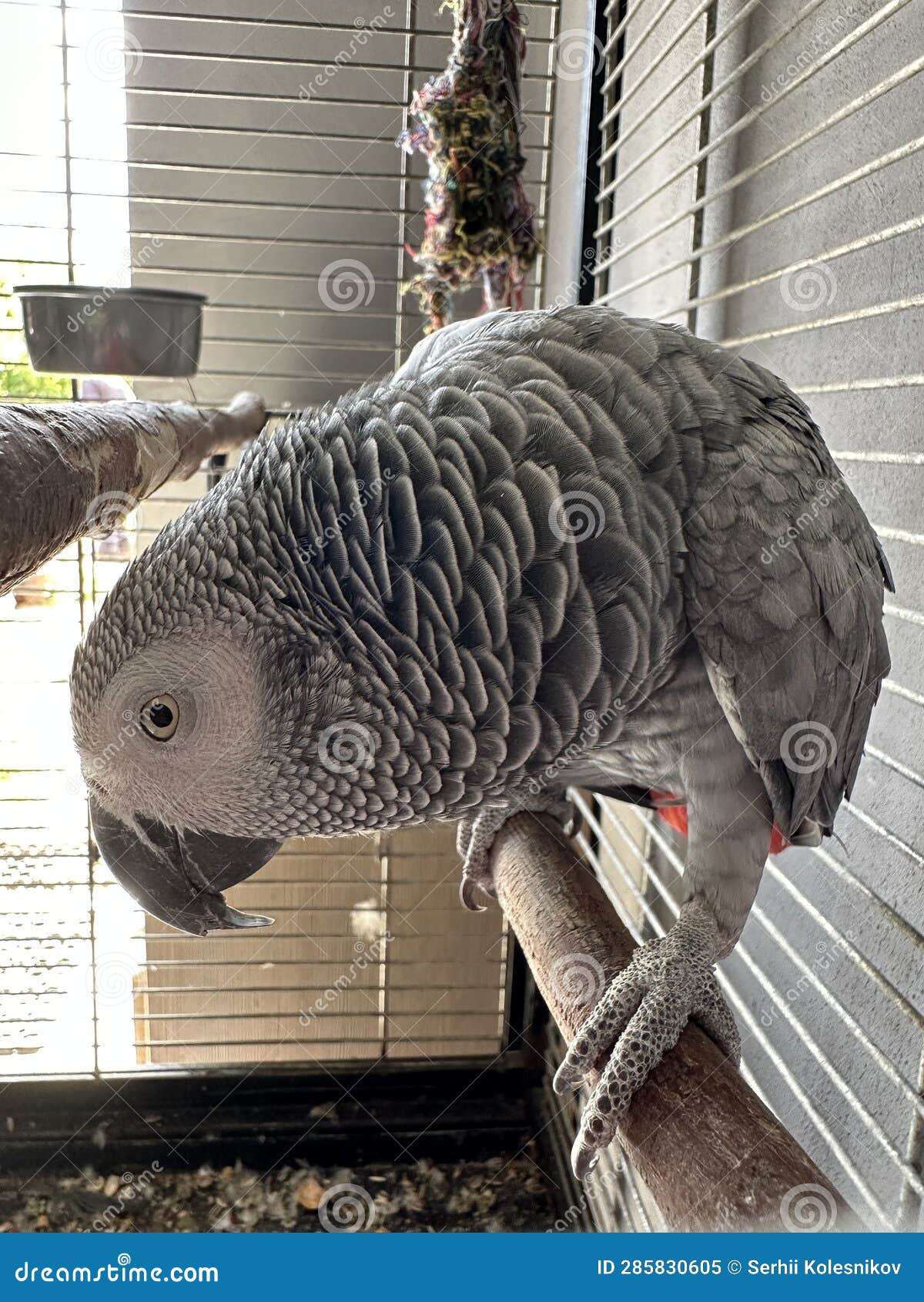 Jaco Parrot in a Cage. Feathered Gray with a Red Tail. a Large Talking ...