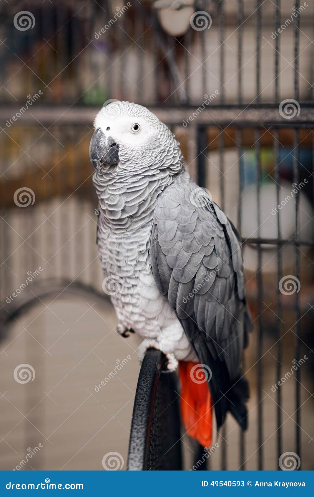 Jaco parrot on a cage stock image. Image of beauty, hope - 49540593