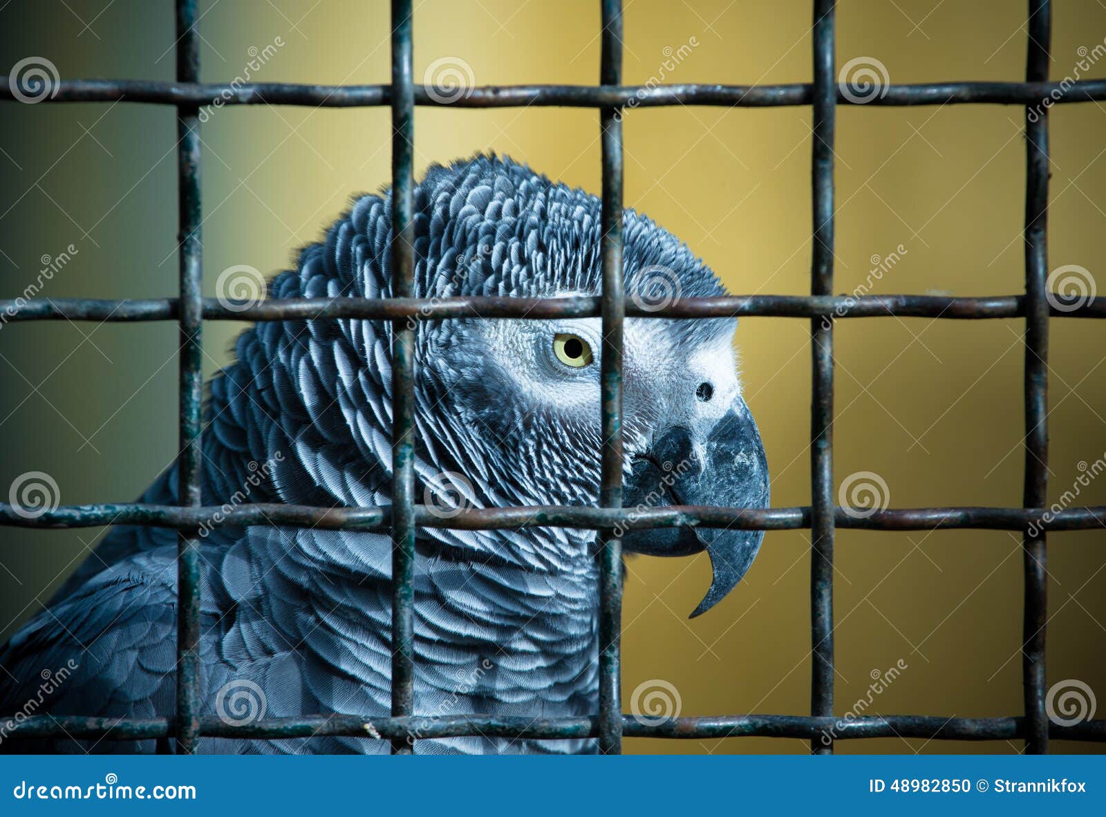 Jaco Parrot in a Cage. Toned Stock Photo - Image of poor, coat: 48982850