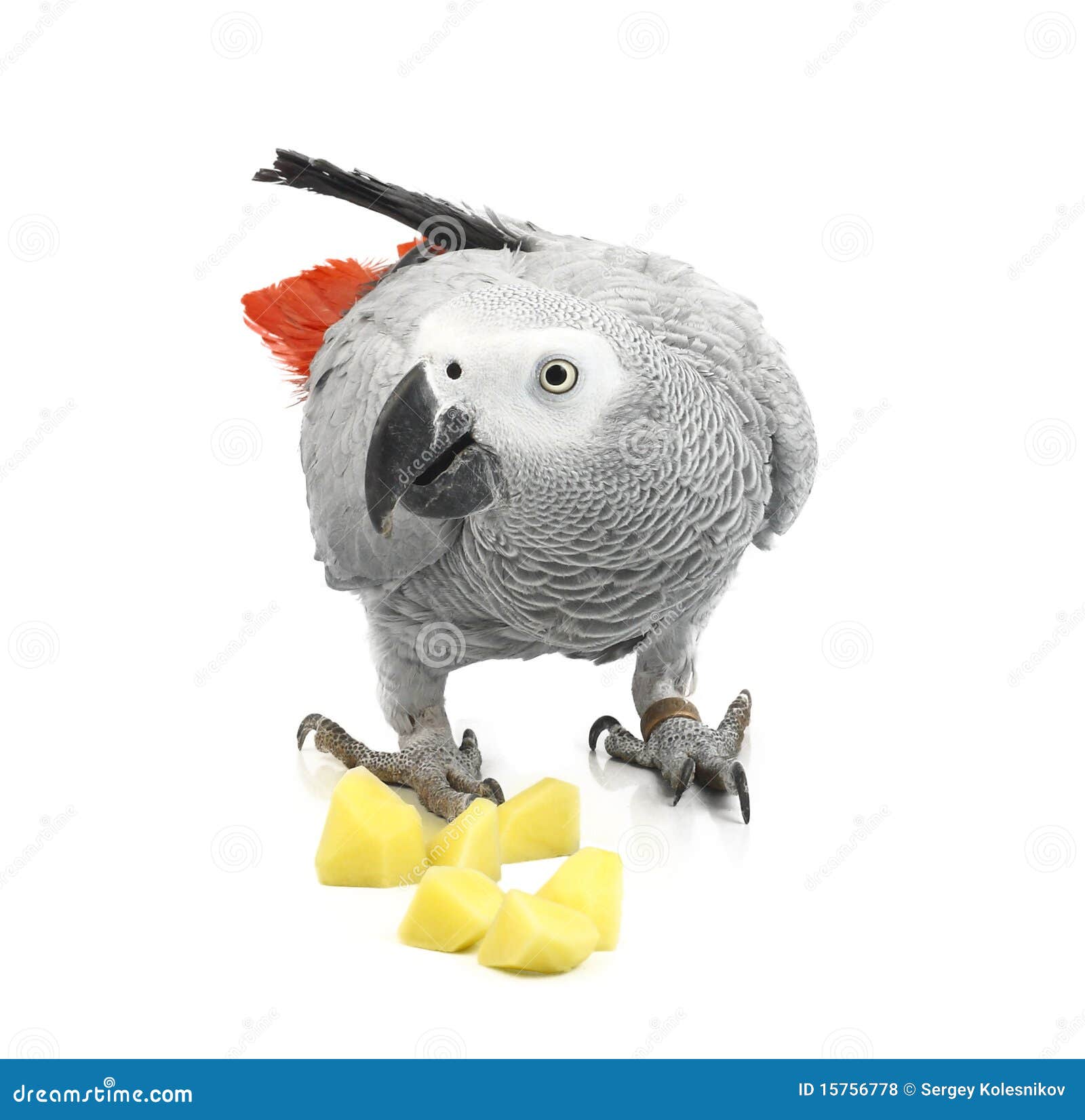 Jaco Parrot and Pieces of Raw Potato Stock Photo - Image of nsyschenny ...