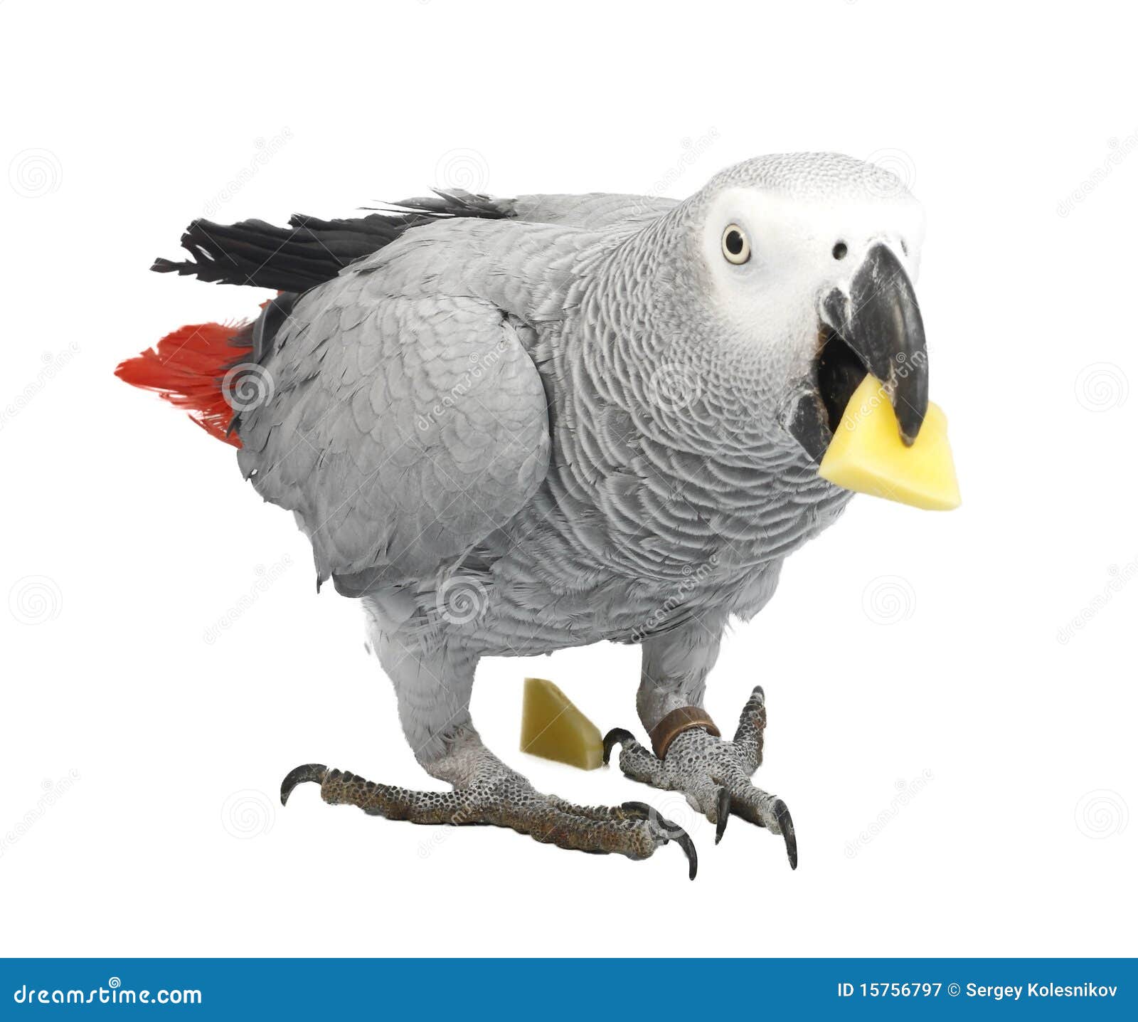 Jaco Parrot and Pieces of Raw Potato Stock Image - Image of human ...