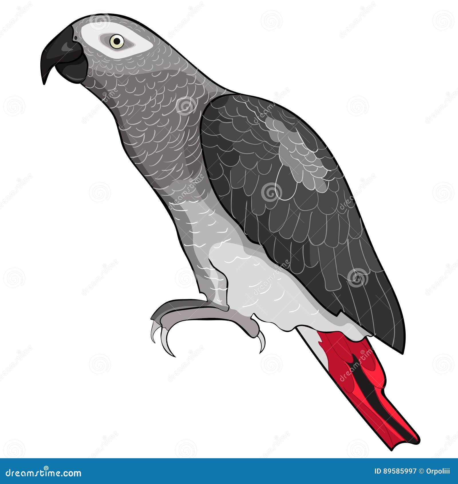 Jaco Parrot the Red-with Shadows Africa. Vector Illustration Stock ...