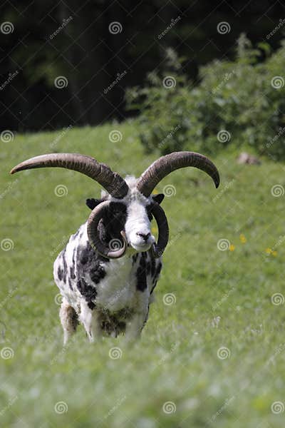 Jacob sheep stock image. Image of mammal, nature, animal - 14601615