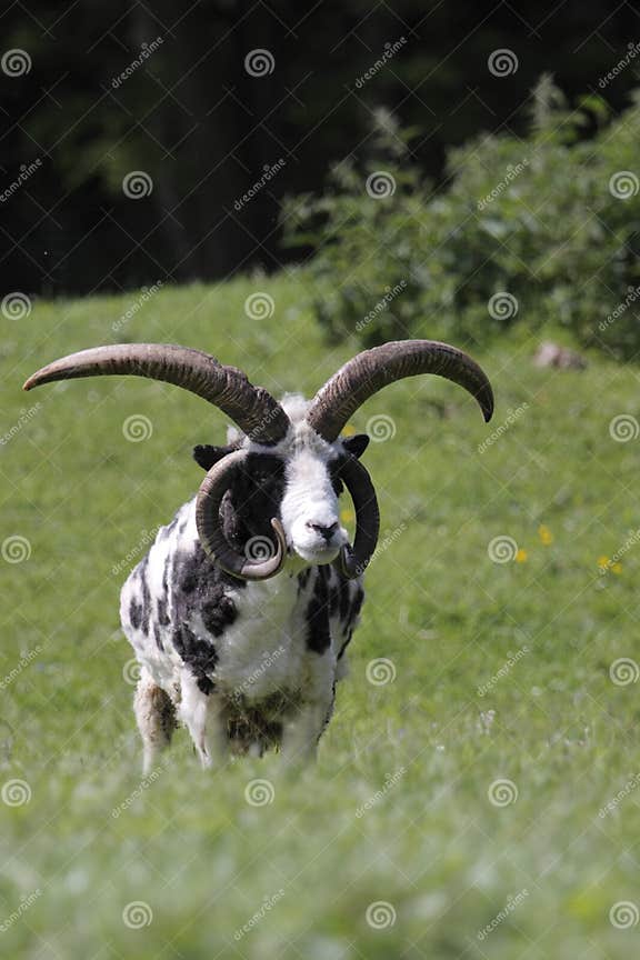 Jacob sheep stock image. Image of mammal, nature, animal - 14601615