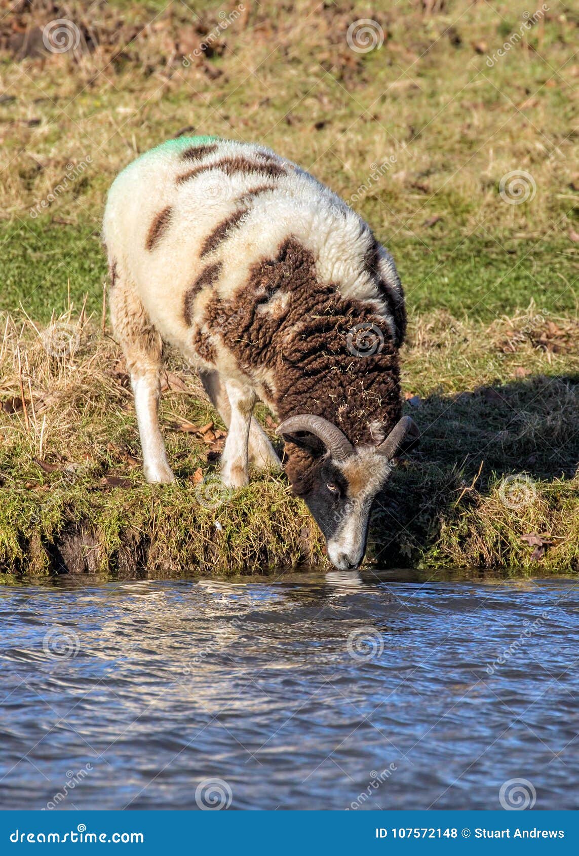 Jacob Sheep - Aries Del Ovis Que Tiene Una Bebida Foto de archivo ...