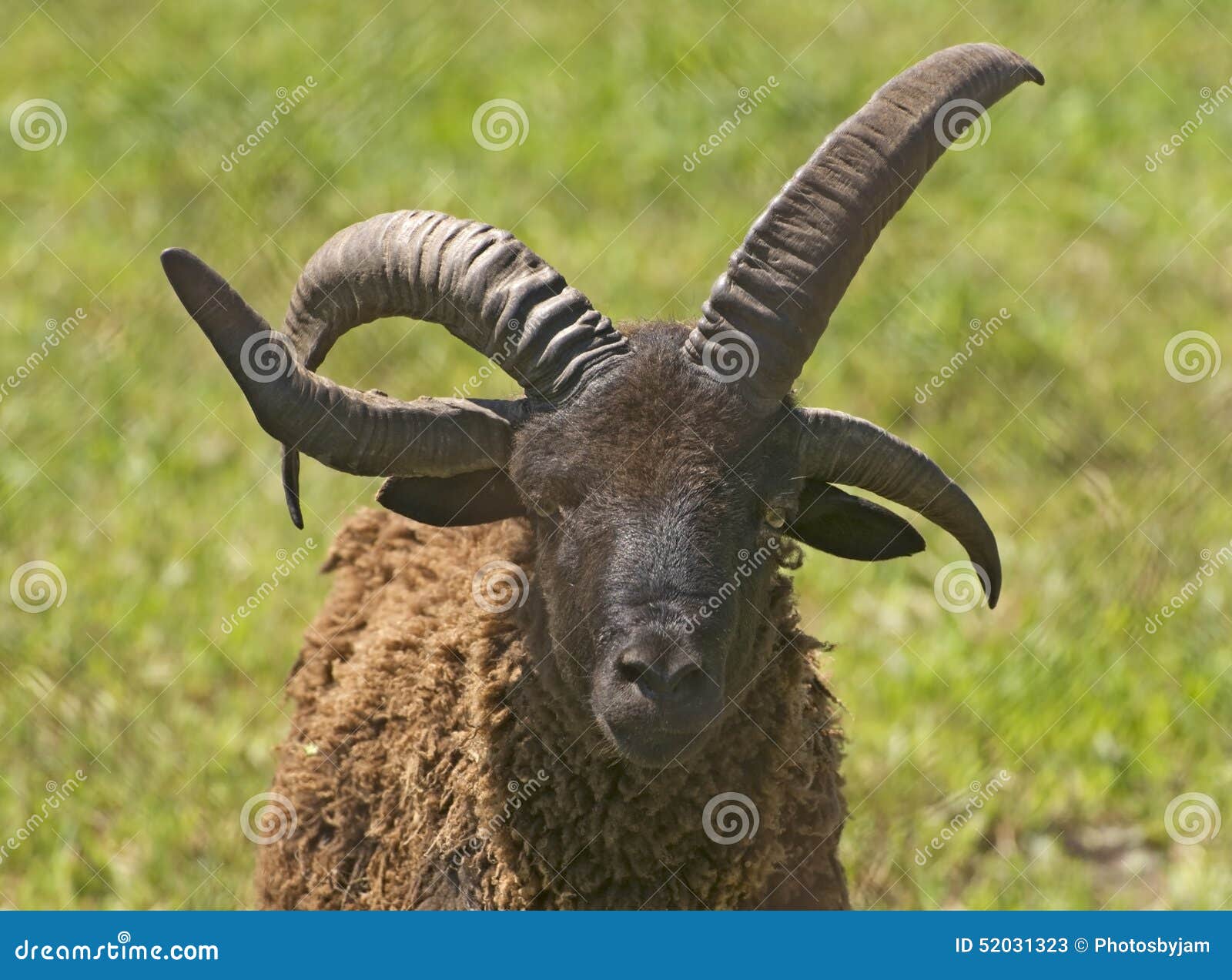 Jacob Sheep stock image. Image of mammal, horned, focus - 52031323