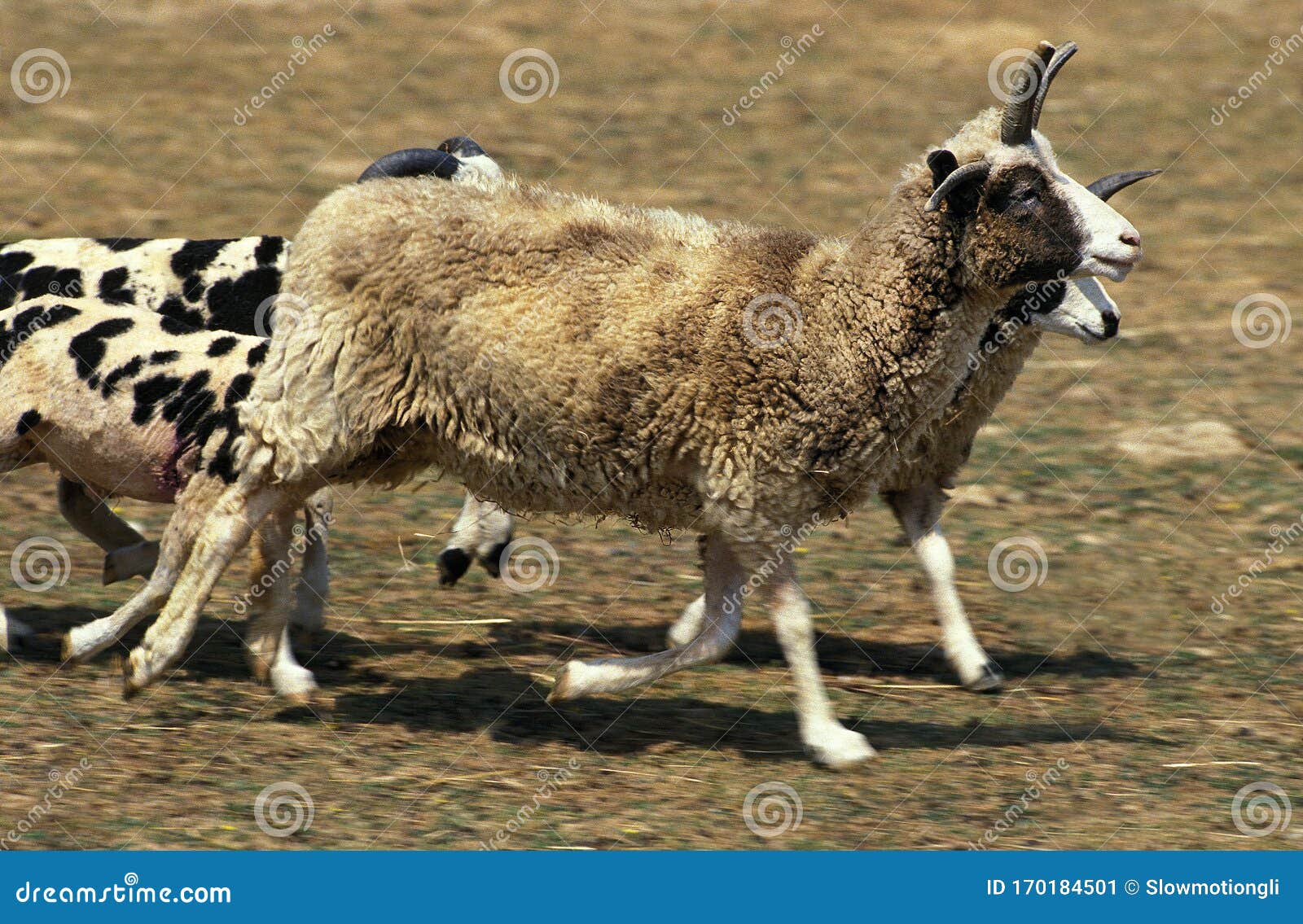 MOUTON JACOB stock image. Image of rearing, ruminant - 170184501