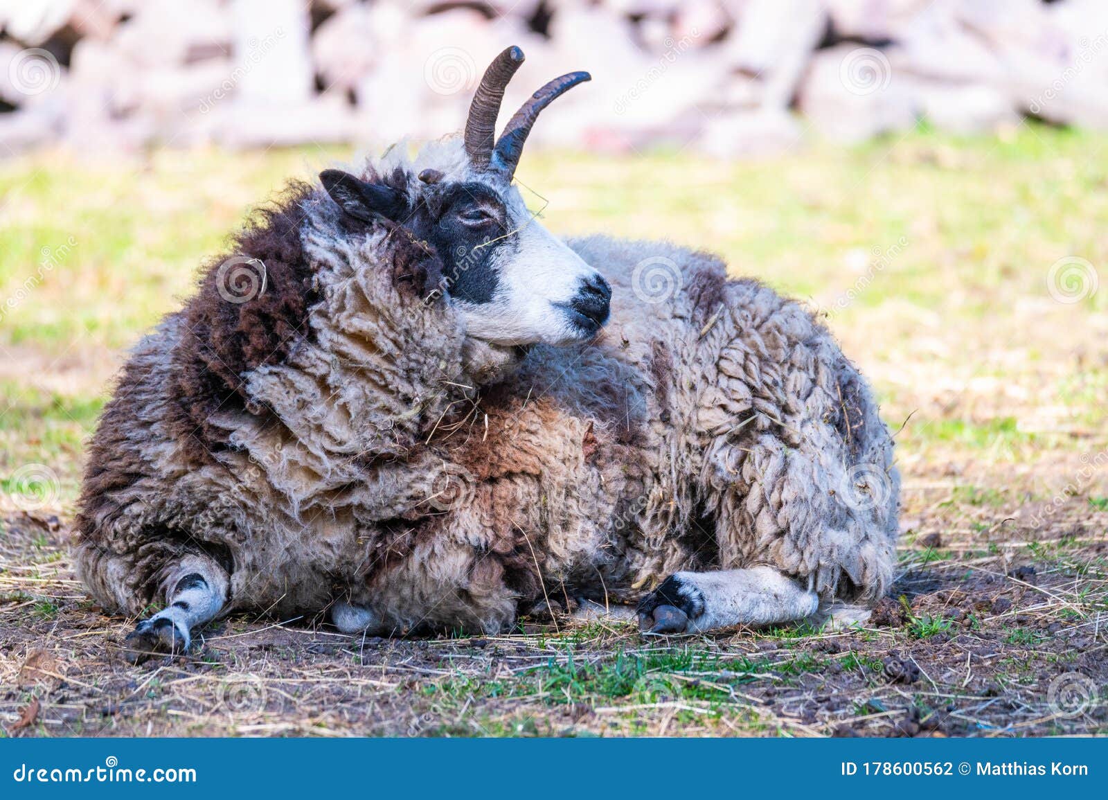 A Jacob Sheep Lies Relaxed on a Meadow and Enjoys the Day Stock Photo ...
