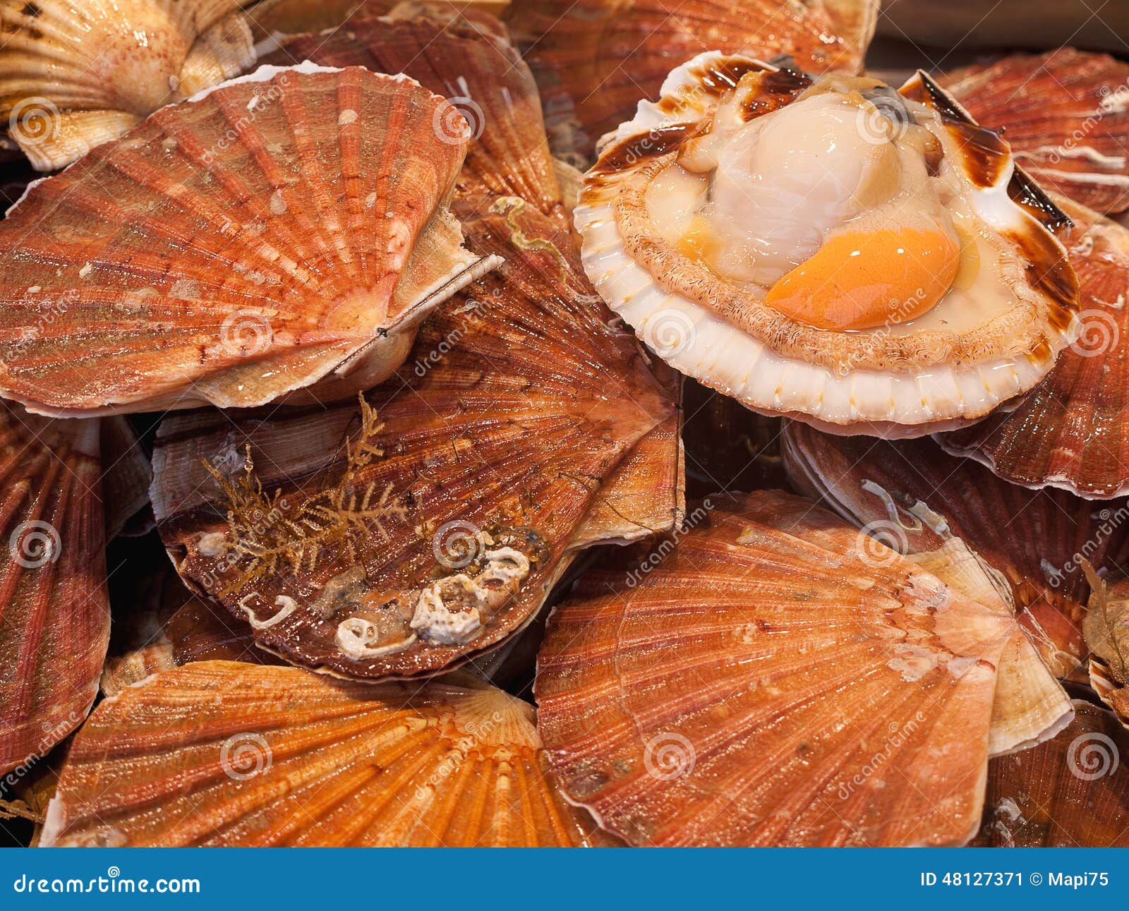 Jacob shells stock image. Image of allergy, iodine, shell - 48127371