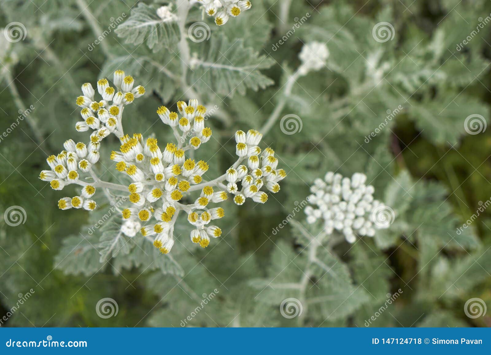 Jacobea maritima in bloom stock photo. Image of evergreen - 147124718