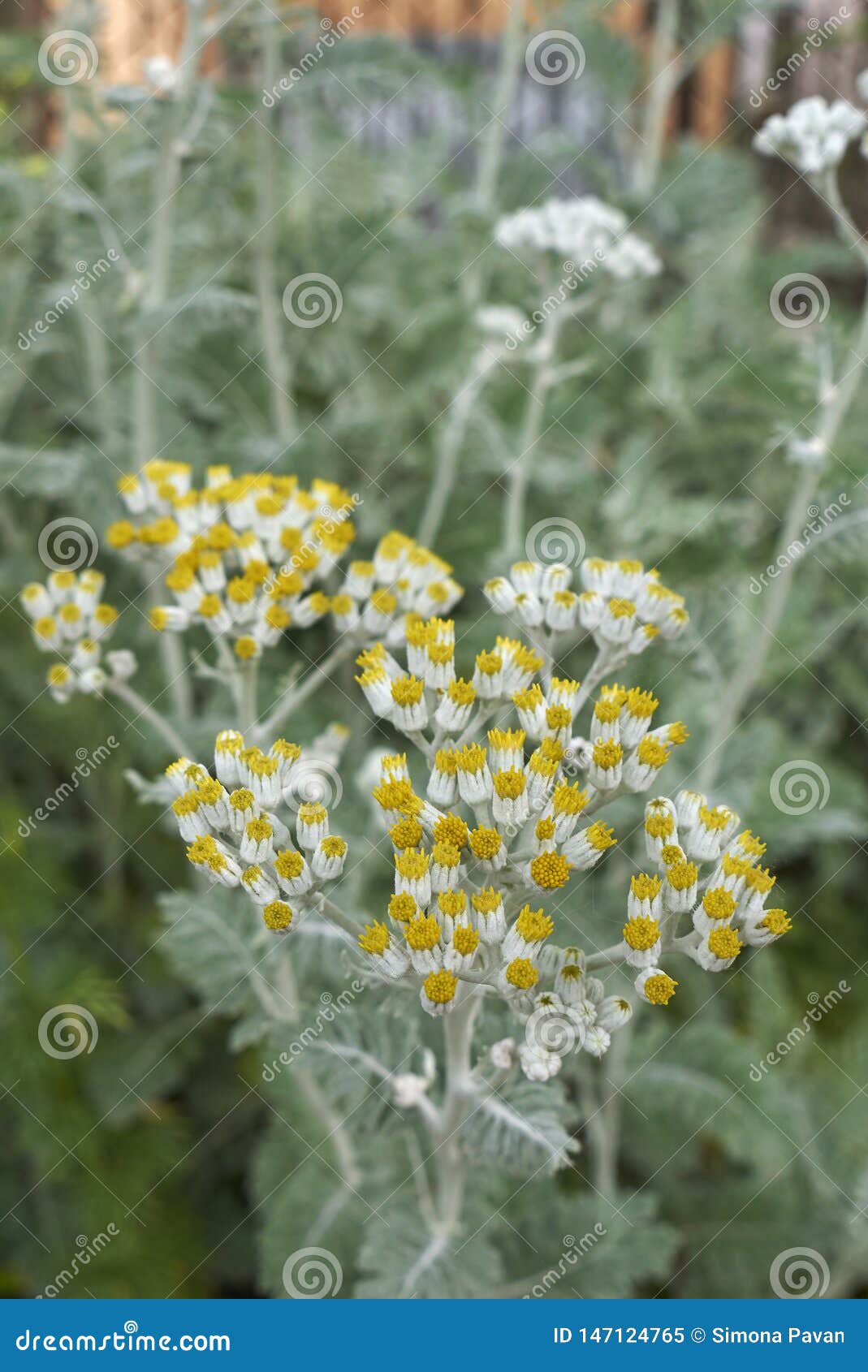 Jacobea maritima in bloom stock image. Image of cineraria - 147124765