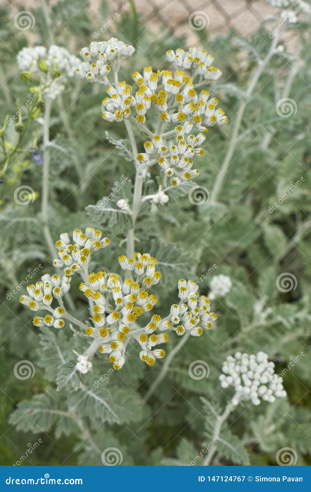 Jacobea maritima in bloom stock image. Image of gray - 147124767