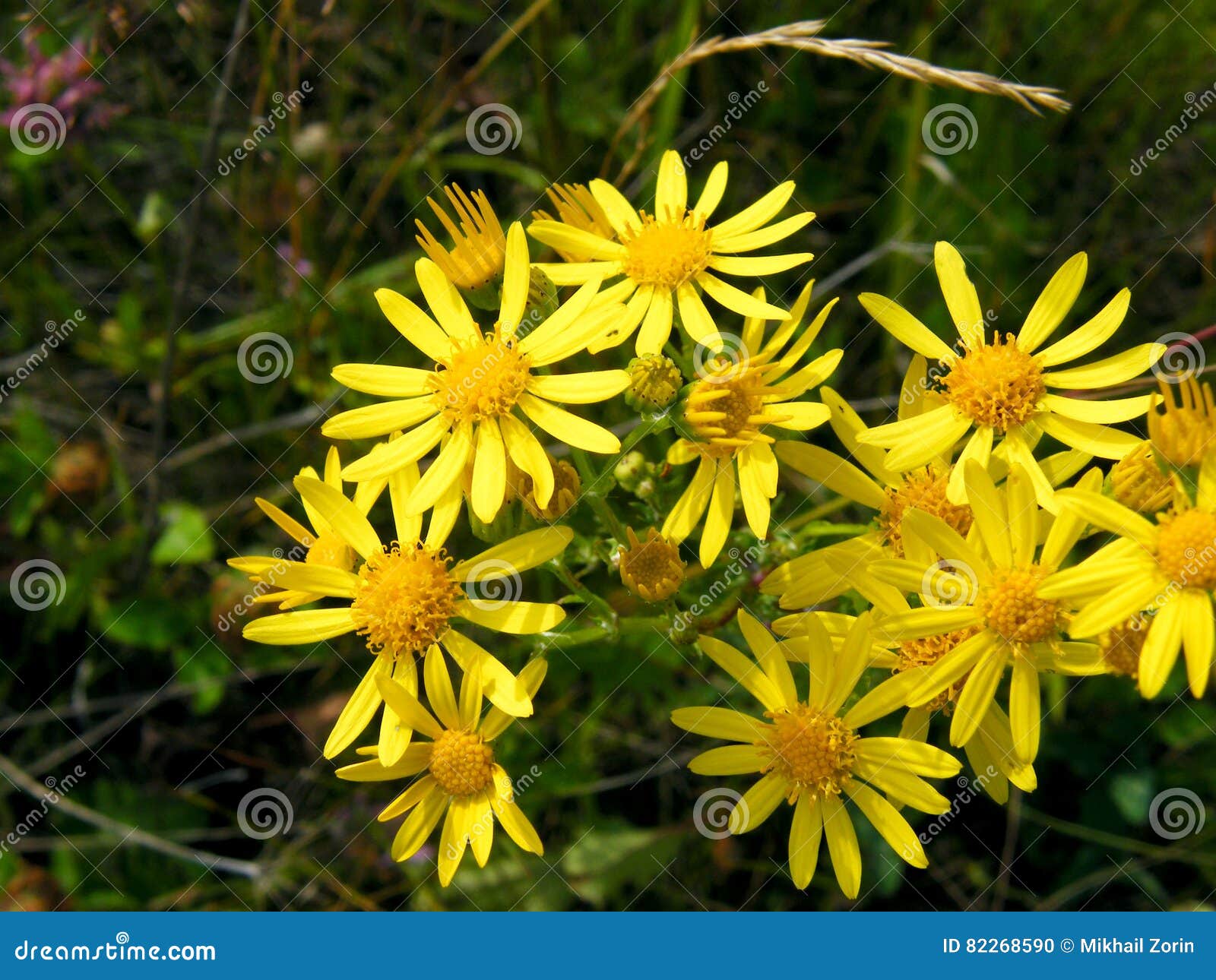 Jacobea Vulgaris O Senecio Jacob Foto de archivo - Imagen de innsbruck ...