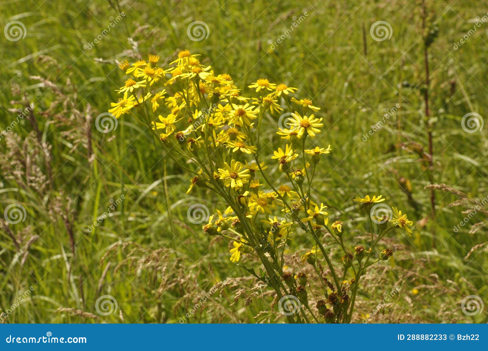 Jacobea Vulgaris or Senecio Jacob Stock Image - Image of wildflower ...