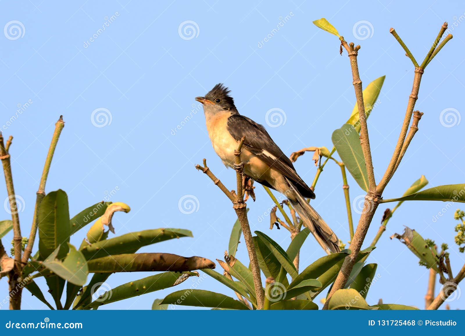 Jacobin cuckoo stock photo. Image of species, cuckoo - 131725468