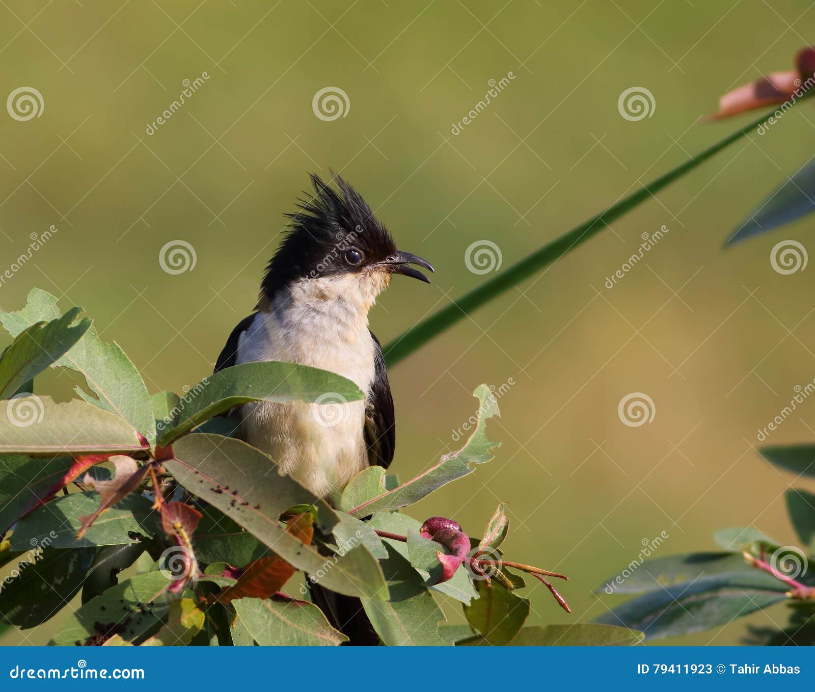 Jacobin Cuckoo (Clamator Jacobinus) Stock Image - Image of cute ...