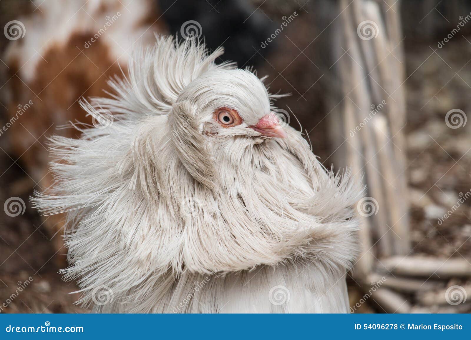 Jacobin Pigeon stock photo. Image of stone, pigeon, tall - 54096278
