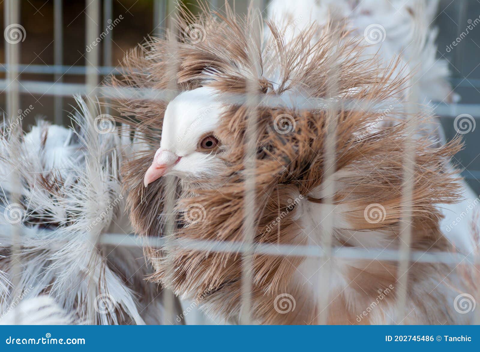 Fancy Pigeons Jacobin Fancy Pigeons Jacobin