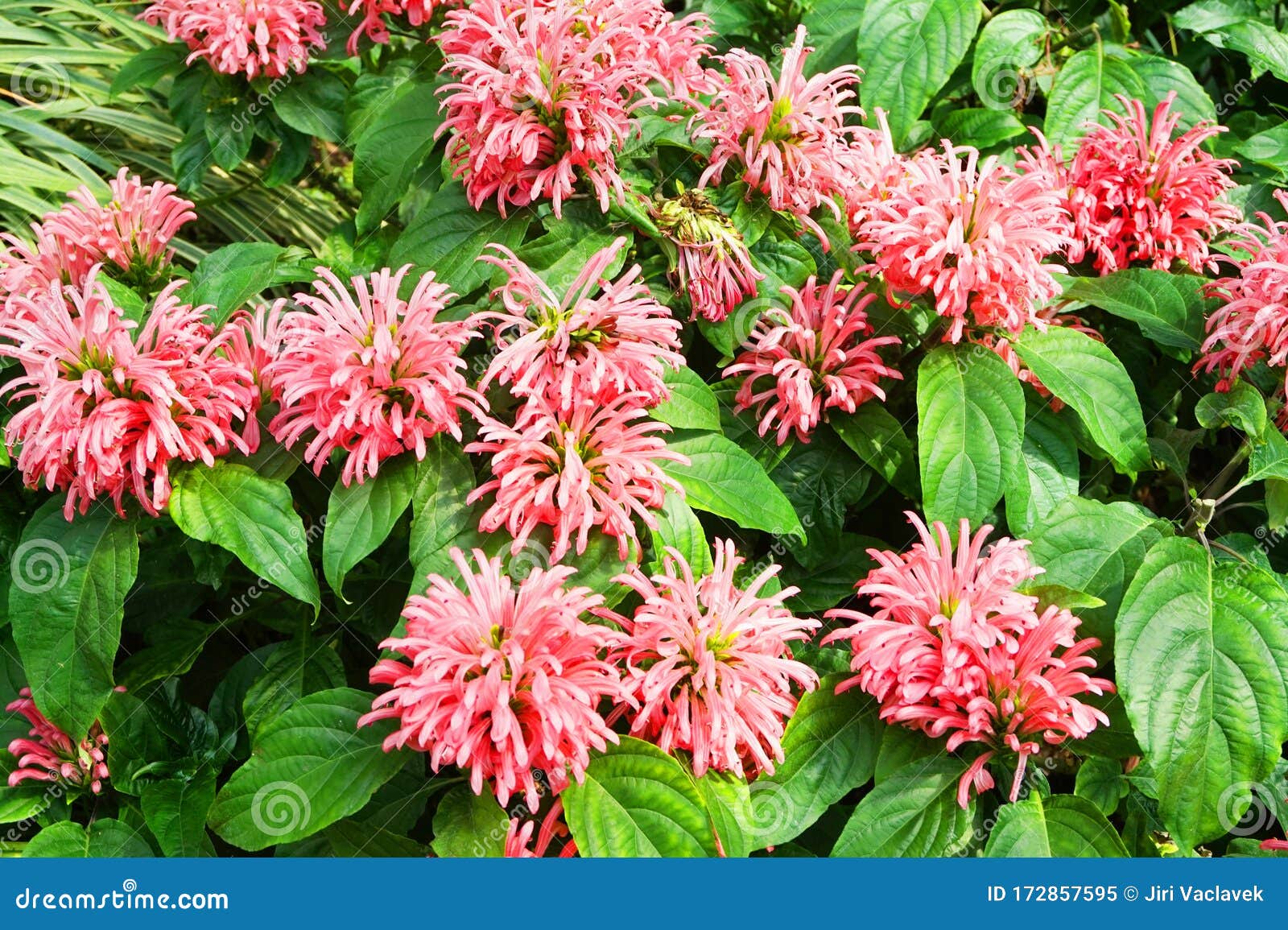 Jacobinia carnea flower stock image. Image of jacobinia - 172857595