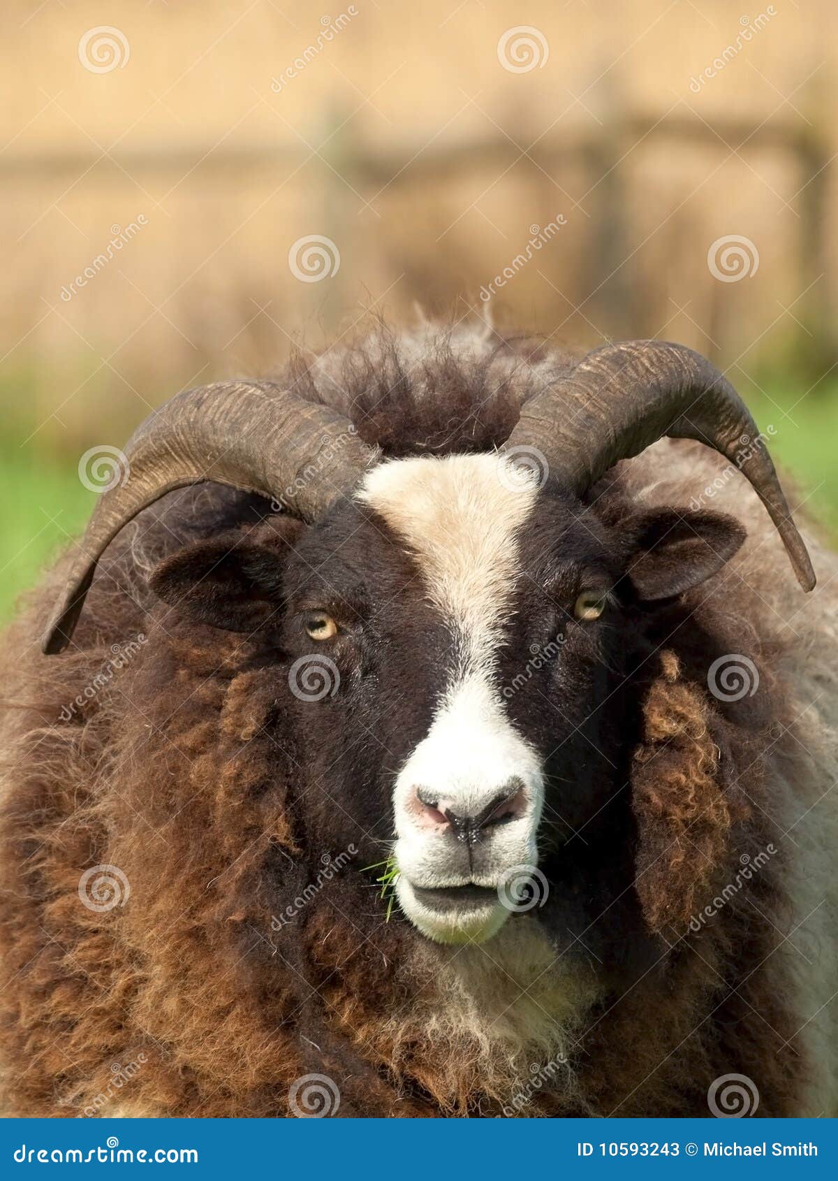 Jacobs Sheep Stock Photos - Image: 10593243