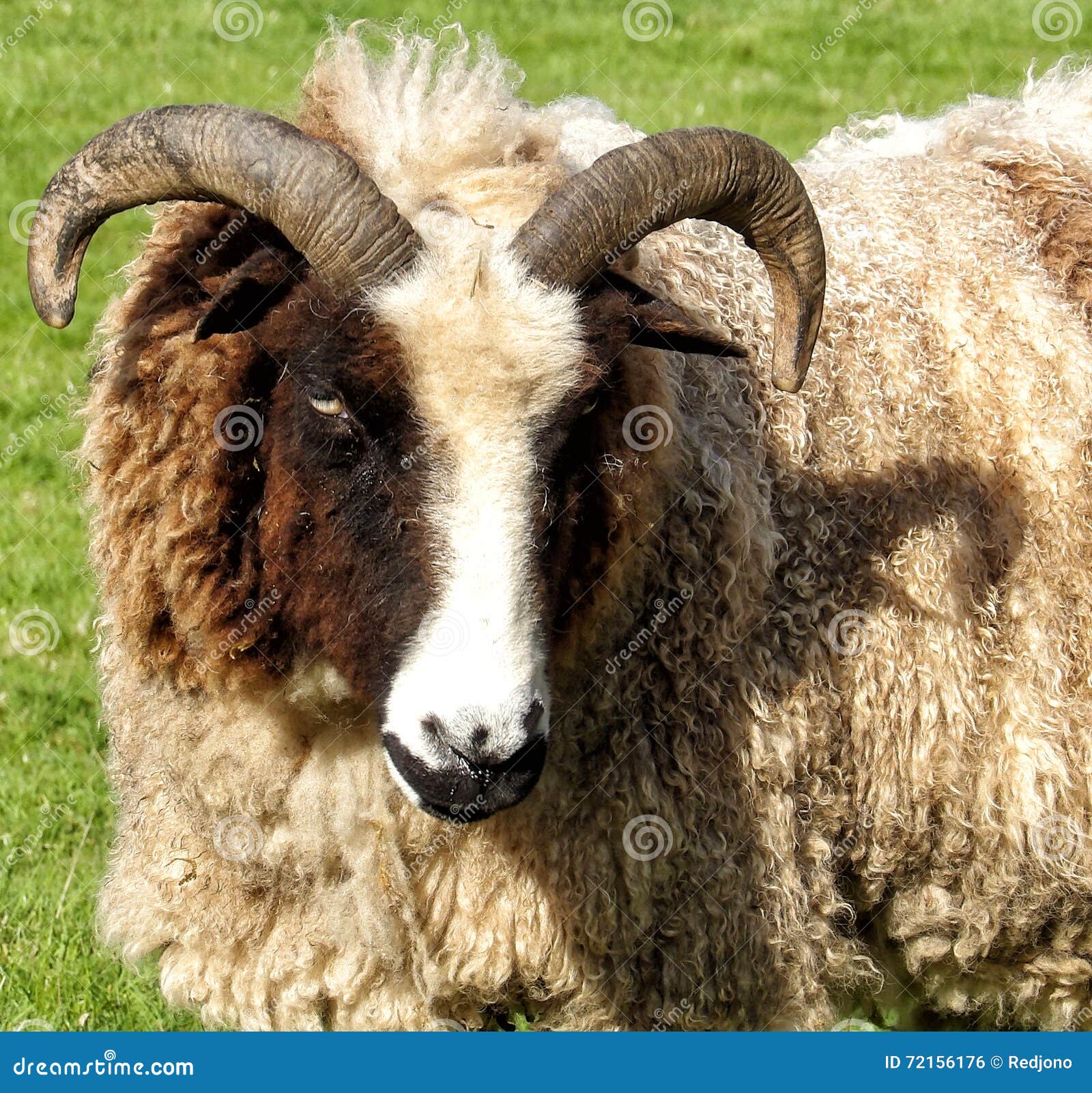 Jacobs sheep stock photo. Image of farm, farmyard, britain - 72156176