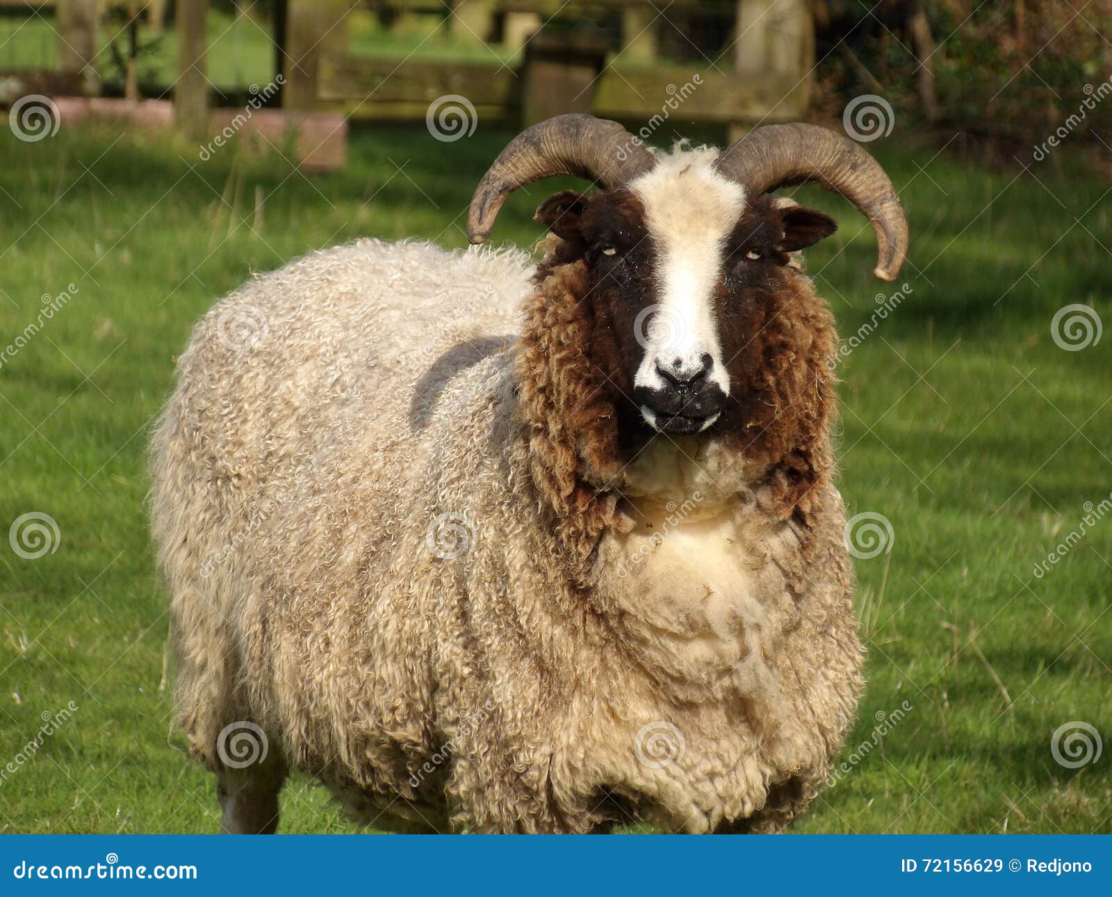 Jacobs sheep stock image. Image of goat, meat, mammal - 72156629