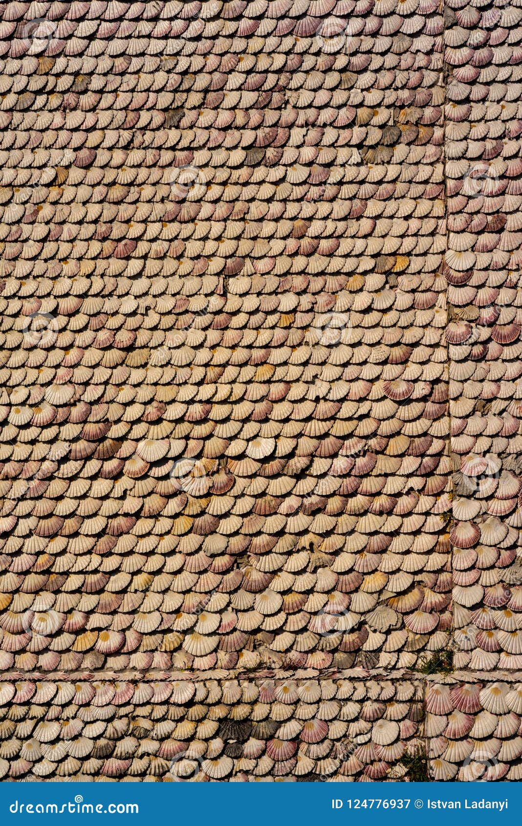 Jacobs shell wall stock image. Image of delicate, detail - 124776937