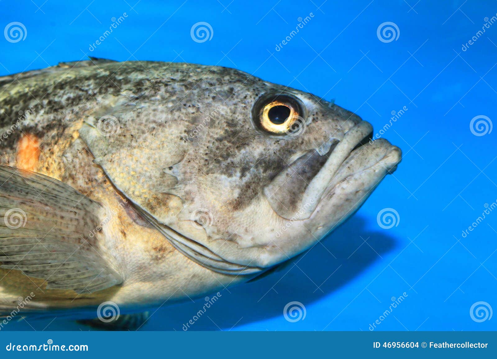 Jacopever stock photo. Image of schlegeli, japan, nature - 46956604